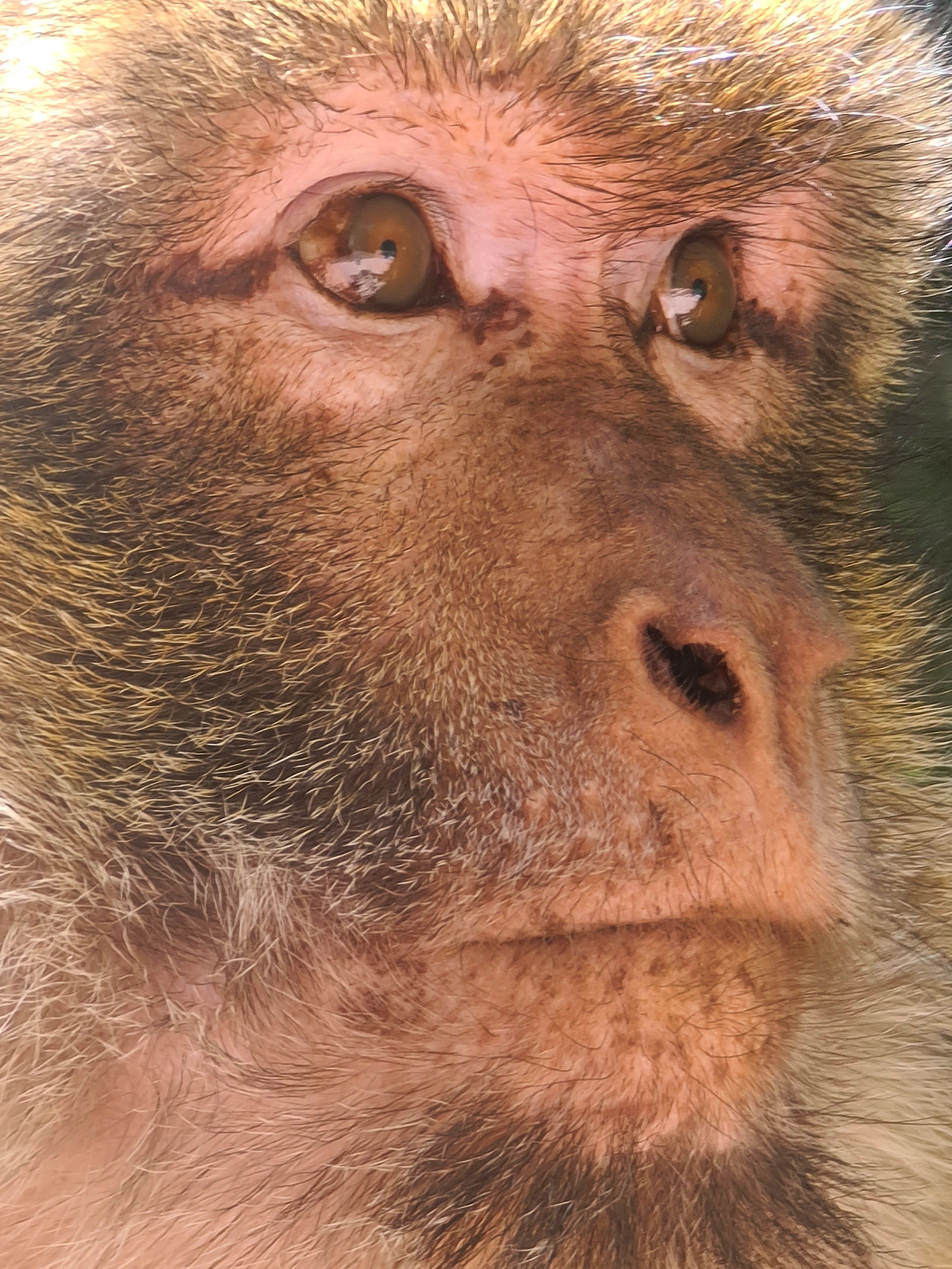 Singe penseur - Samsung Community