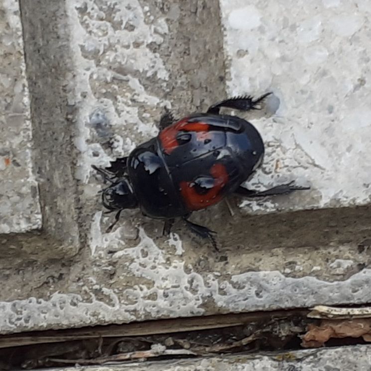 Scarabée rouge et noir - Samsung Community