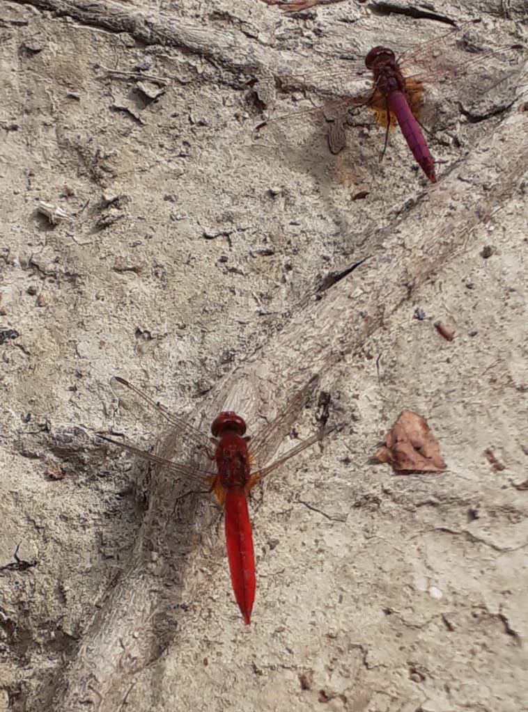 Libellules rouge et violette - Samsung Community