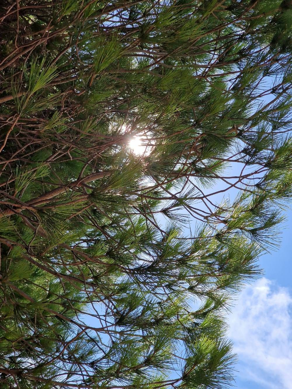 L'astre solaire - Samsung Community