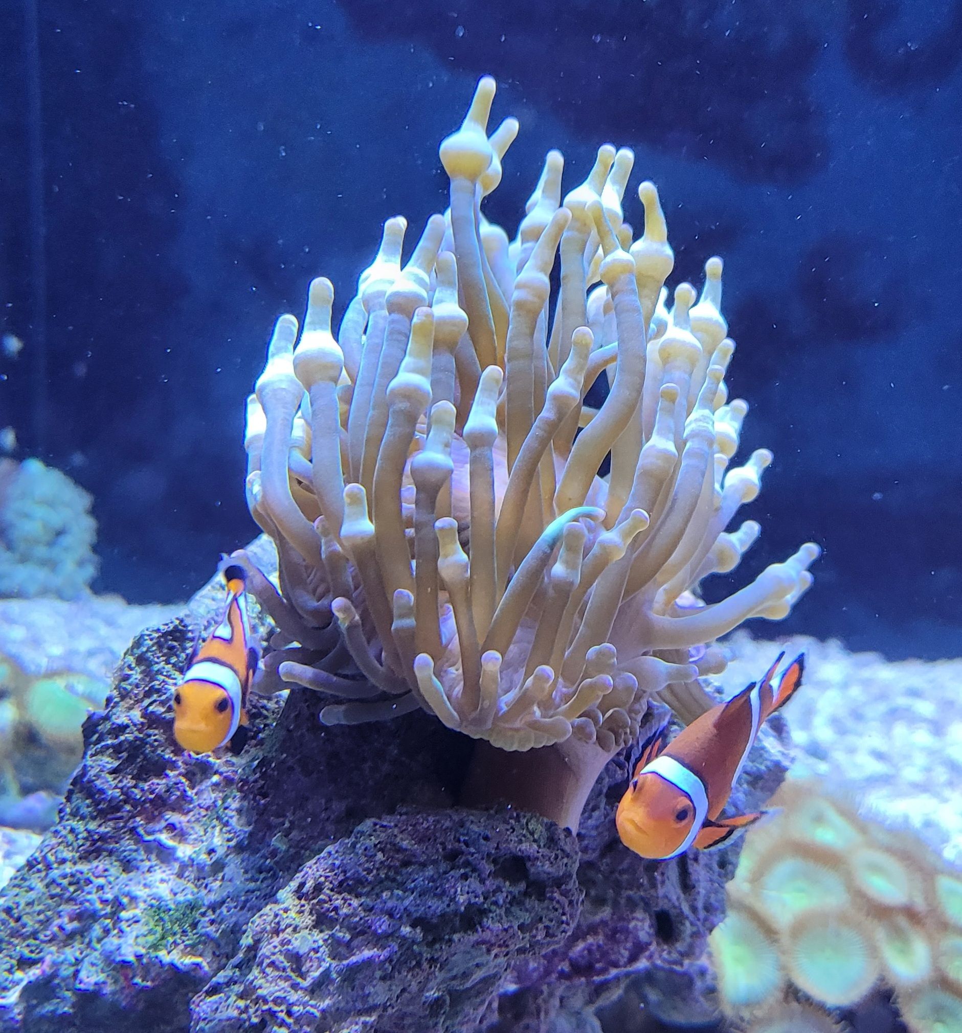 Poissons clowns - Samsung Community