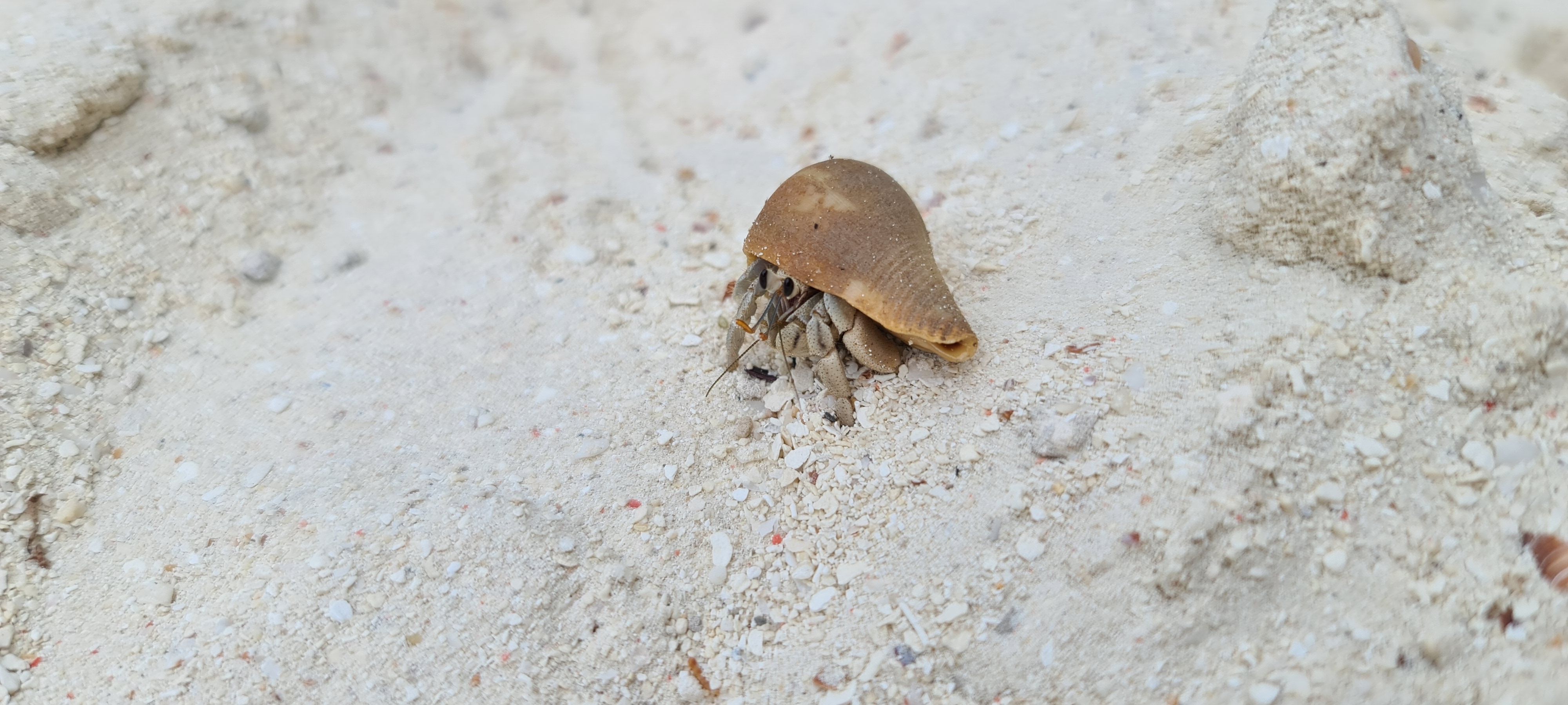 Bernard l'hermite - Samsung Community