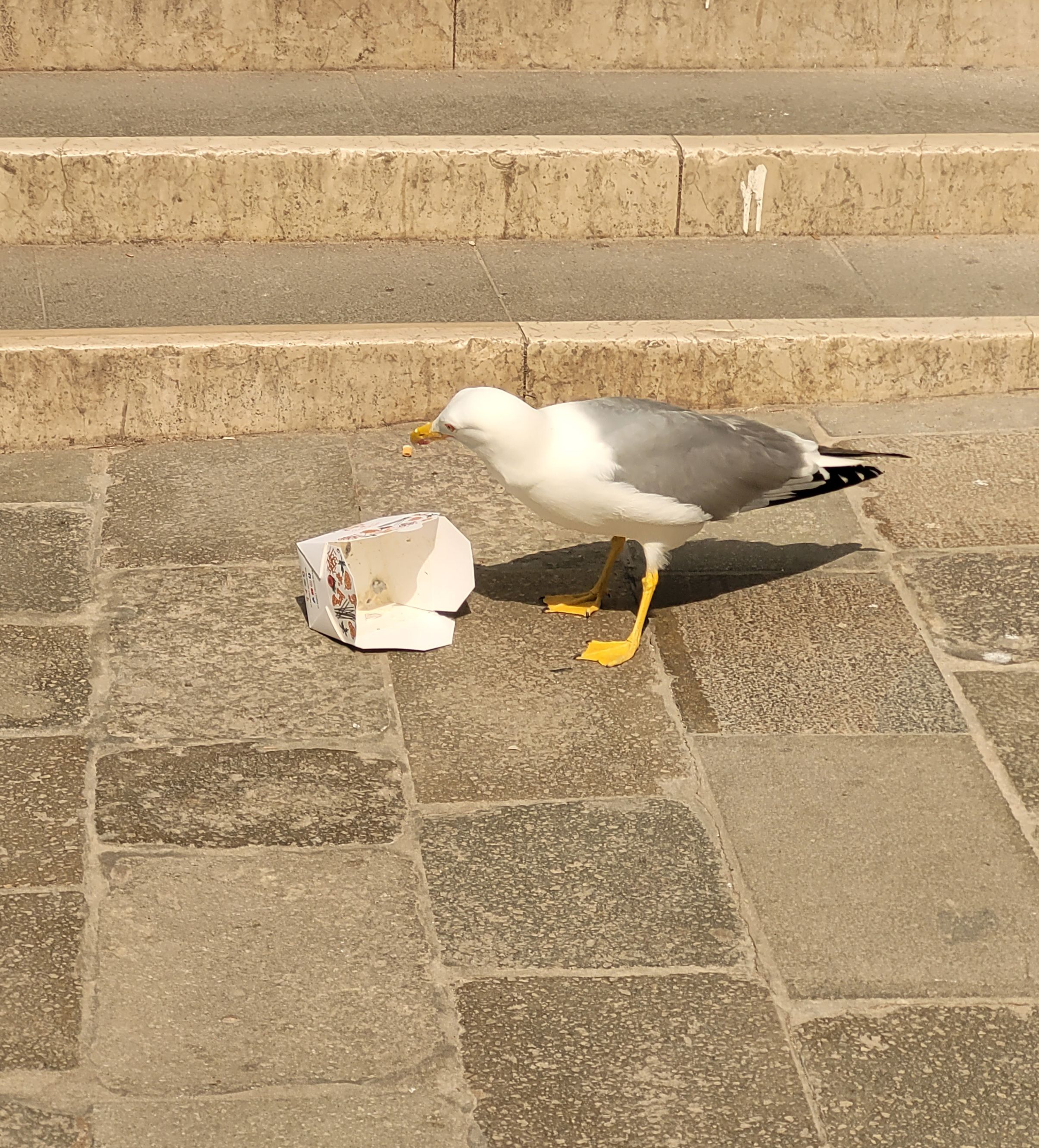 Goéland à Venise - Samsung Community