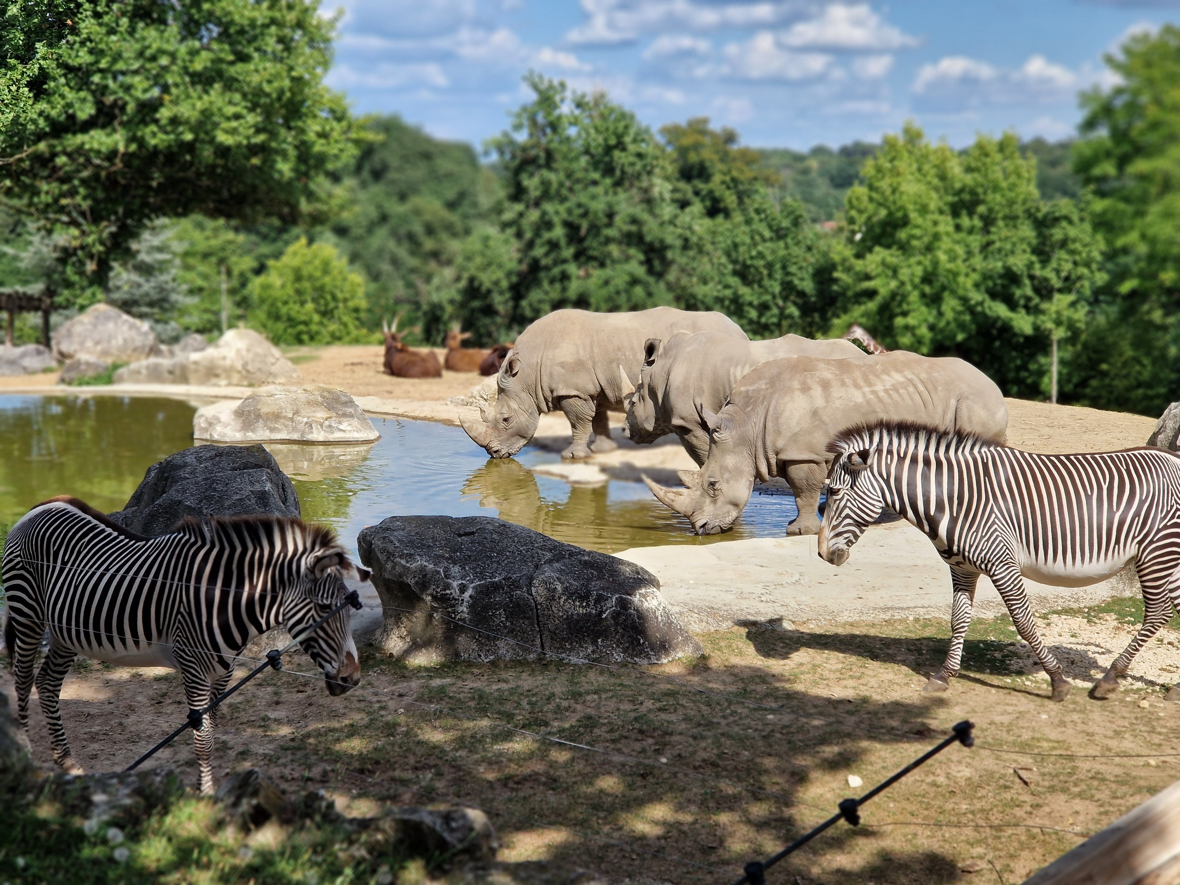 Safari au zoo - Samsung Community