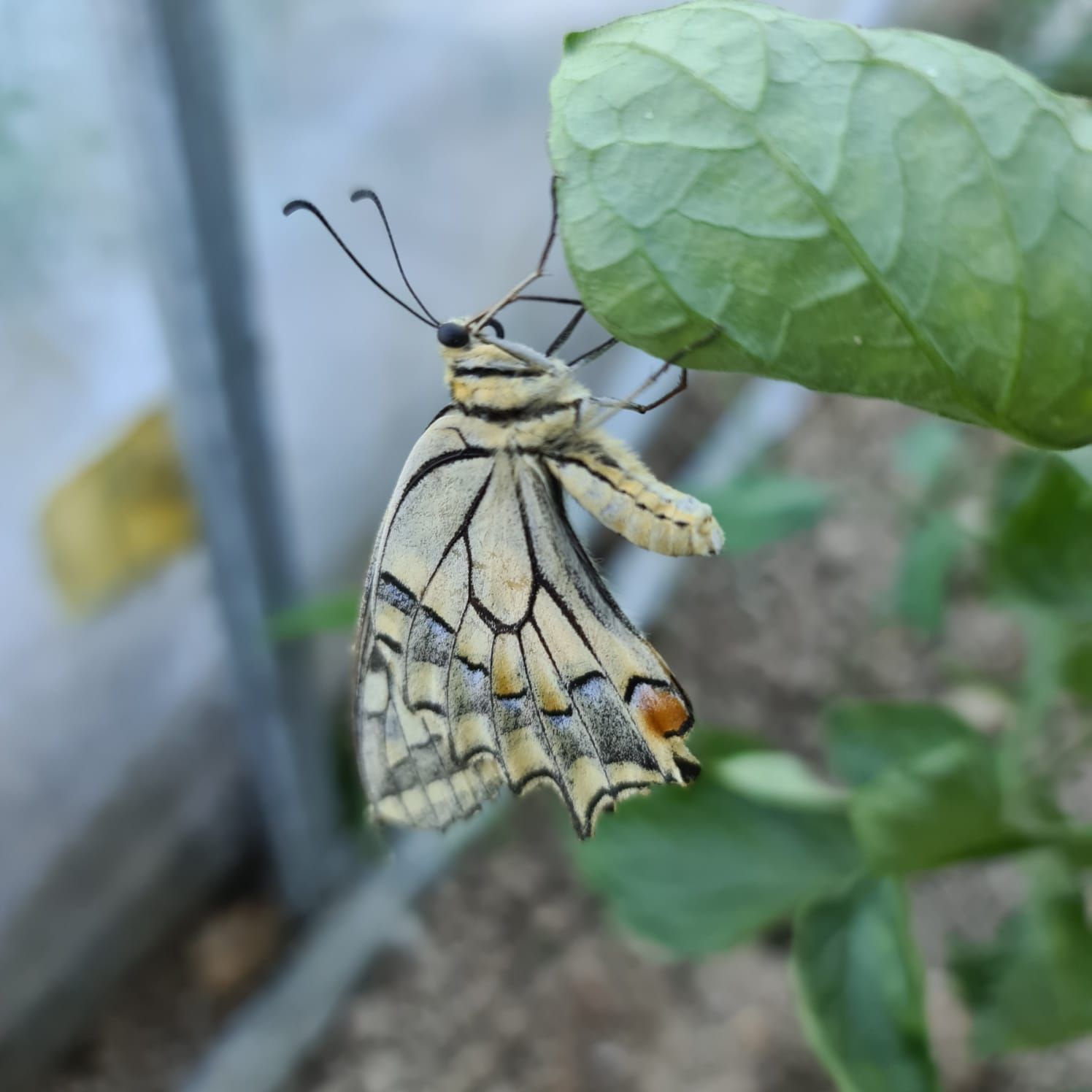 Papillon rare - Samsung Community