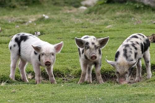 Les 3 petits cochons - Samsung Community