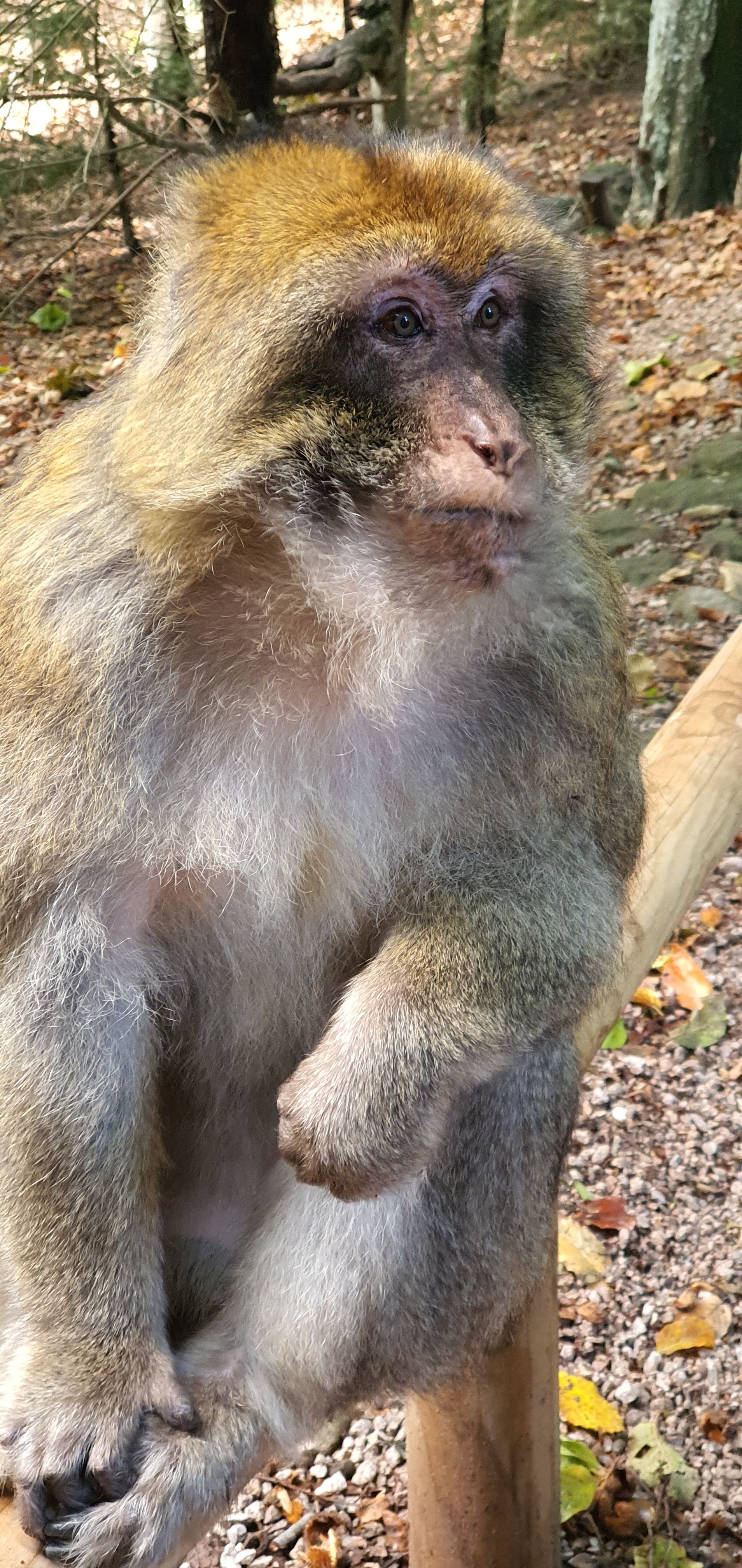 Macaque de barbarie. Maroc. - Samsung Community