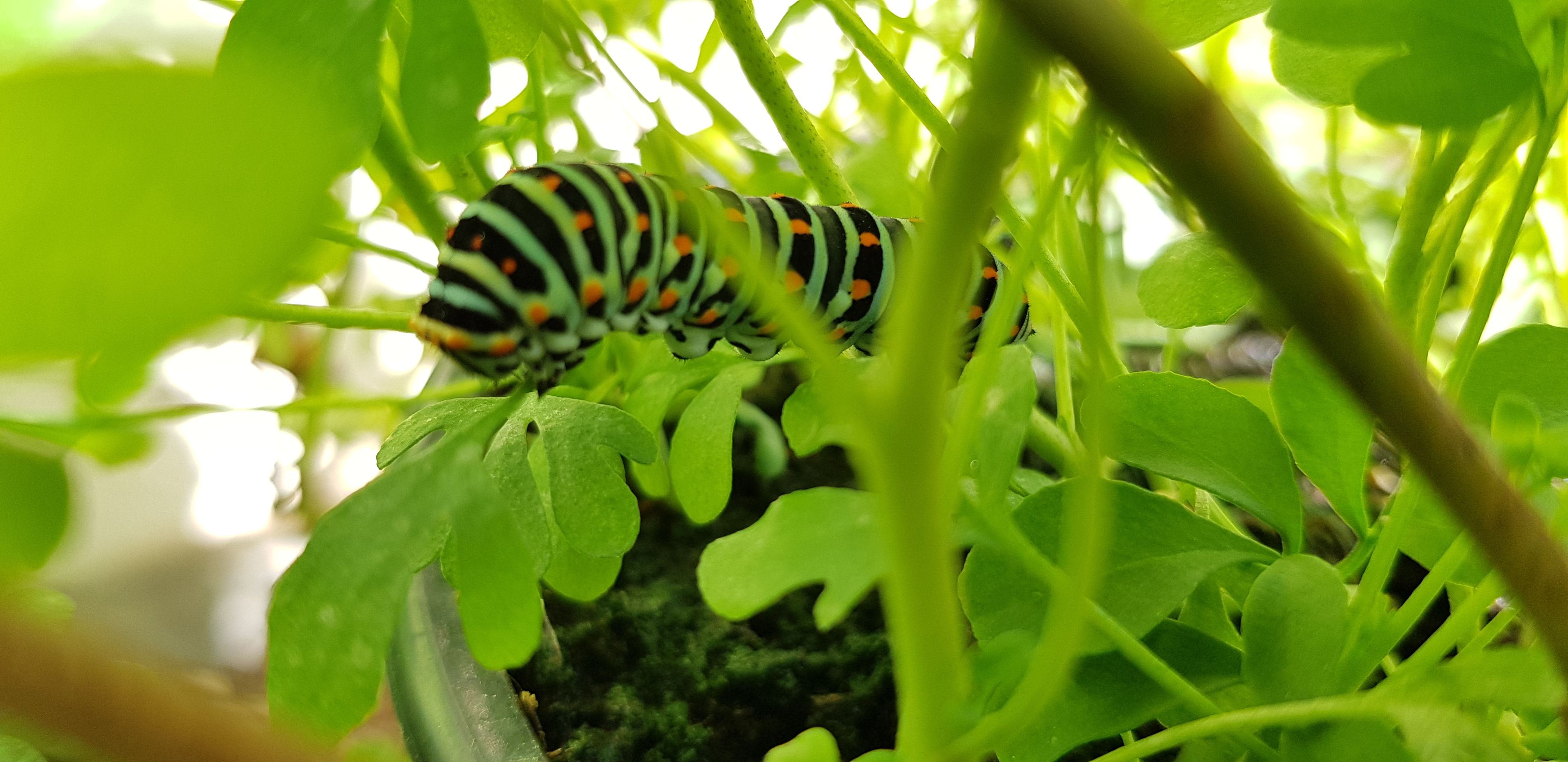 Jardín - Samsung Community