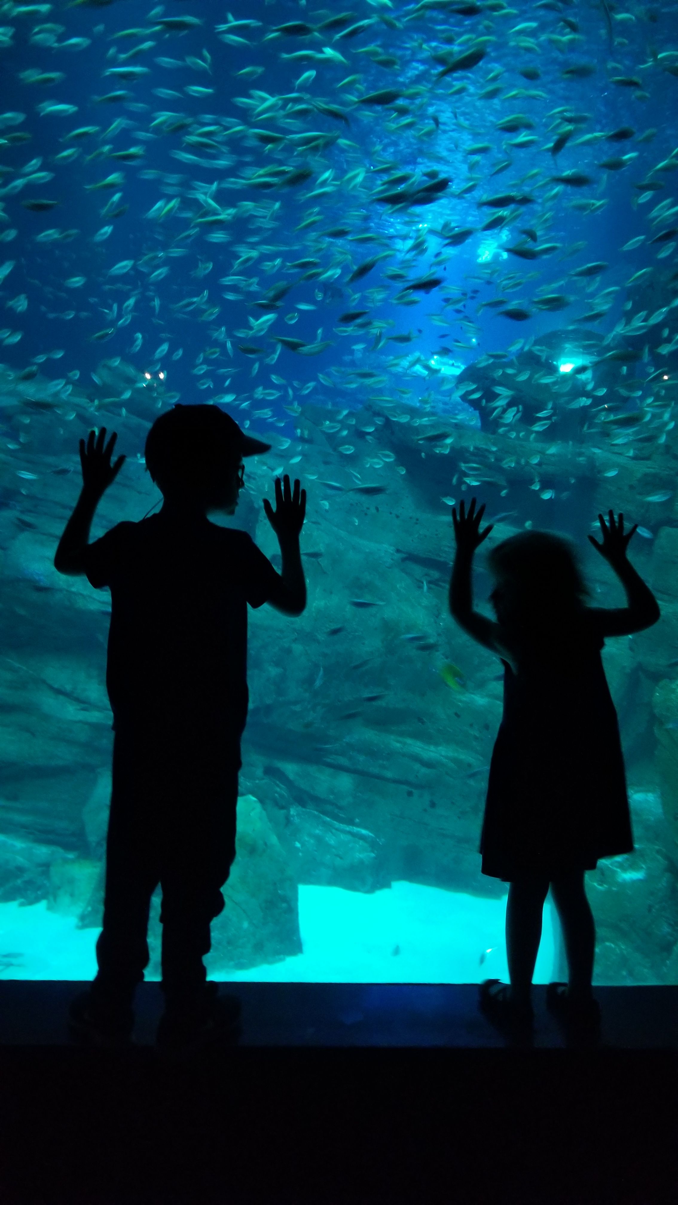 Les poissons - Samsung Community