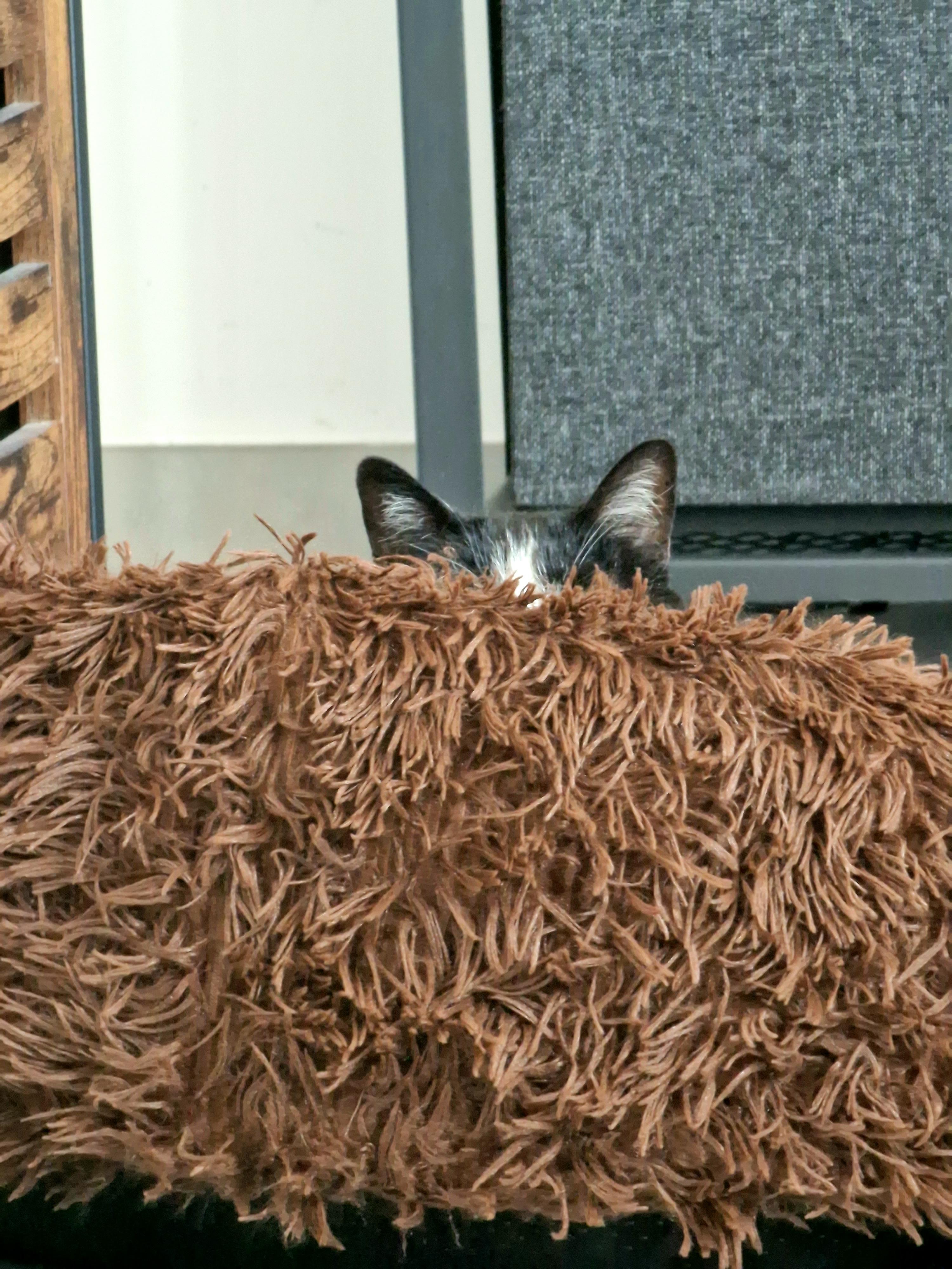 Who is that cat ? - Samsung Community