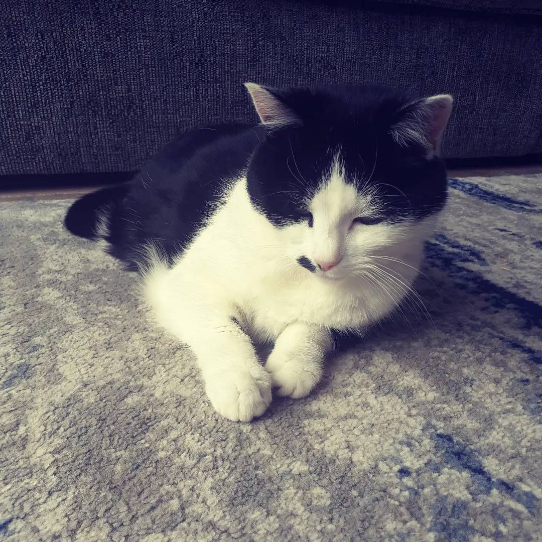 Kitty Cat. :) - Samsung Community