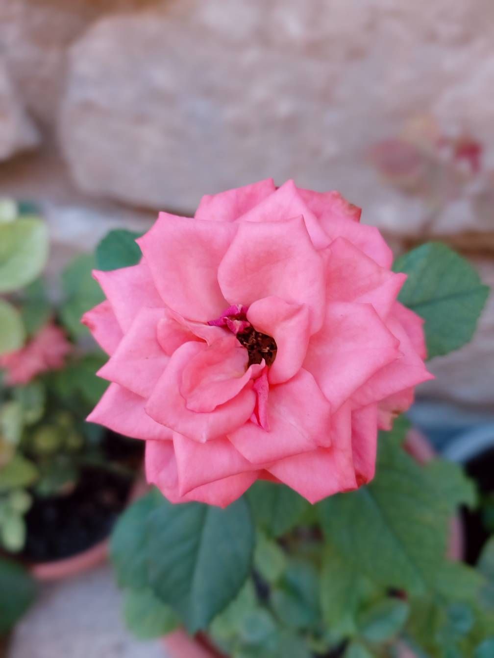 Floreta - Samsung Community