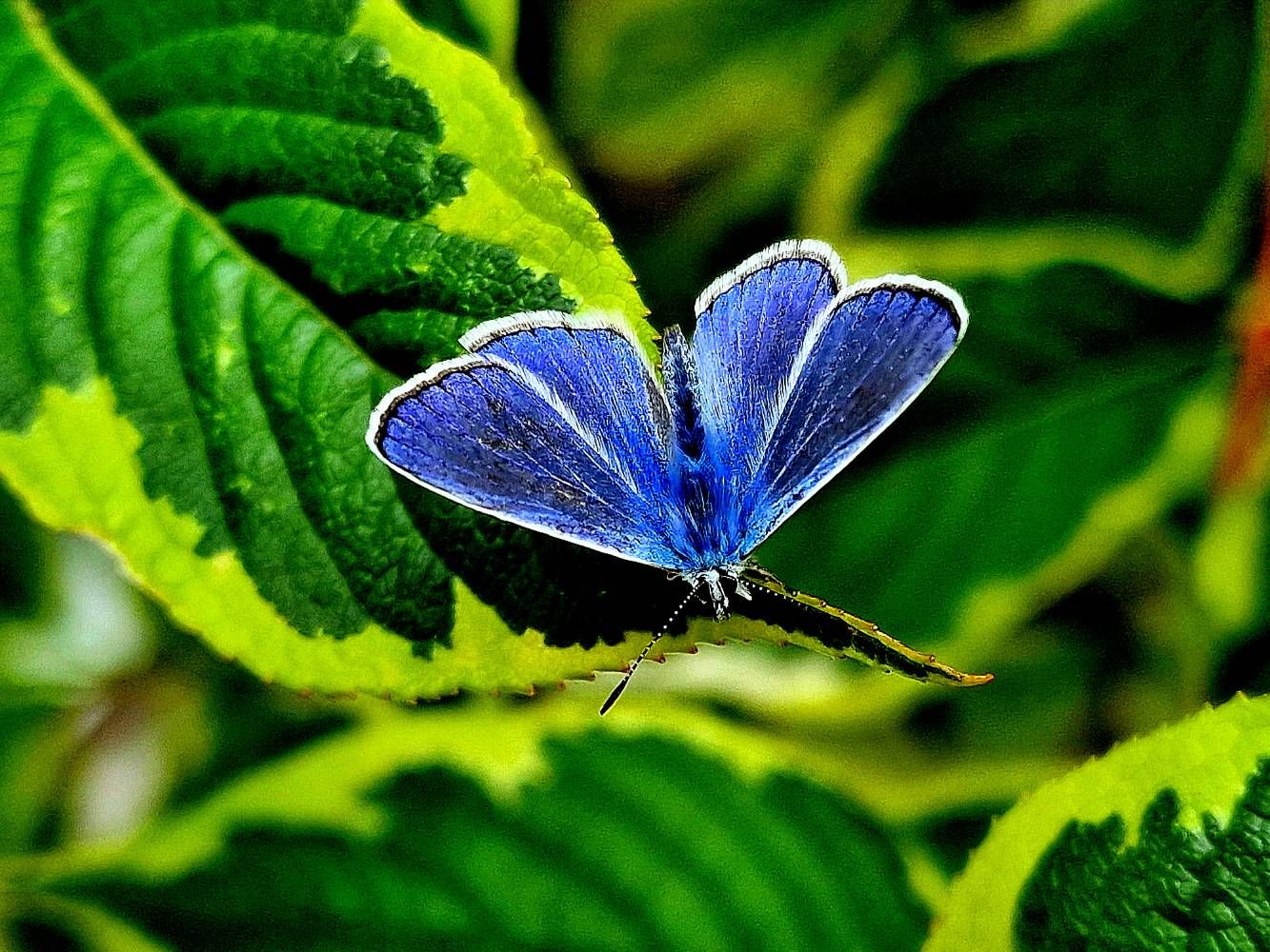 Pillangó - Samsung Community