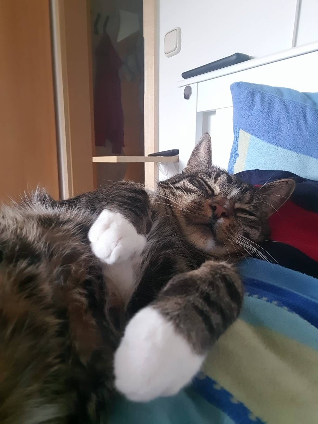 Kalt 🥶 Regen ☔ 🌧️ optimal für im Bett zu bleiben ohne schlechtes ...