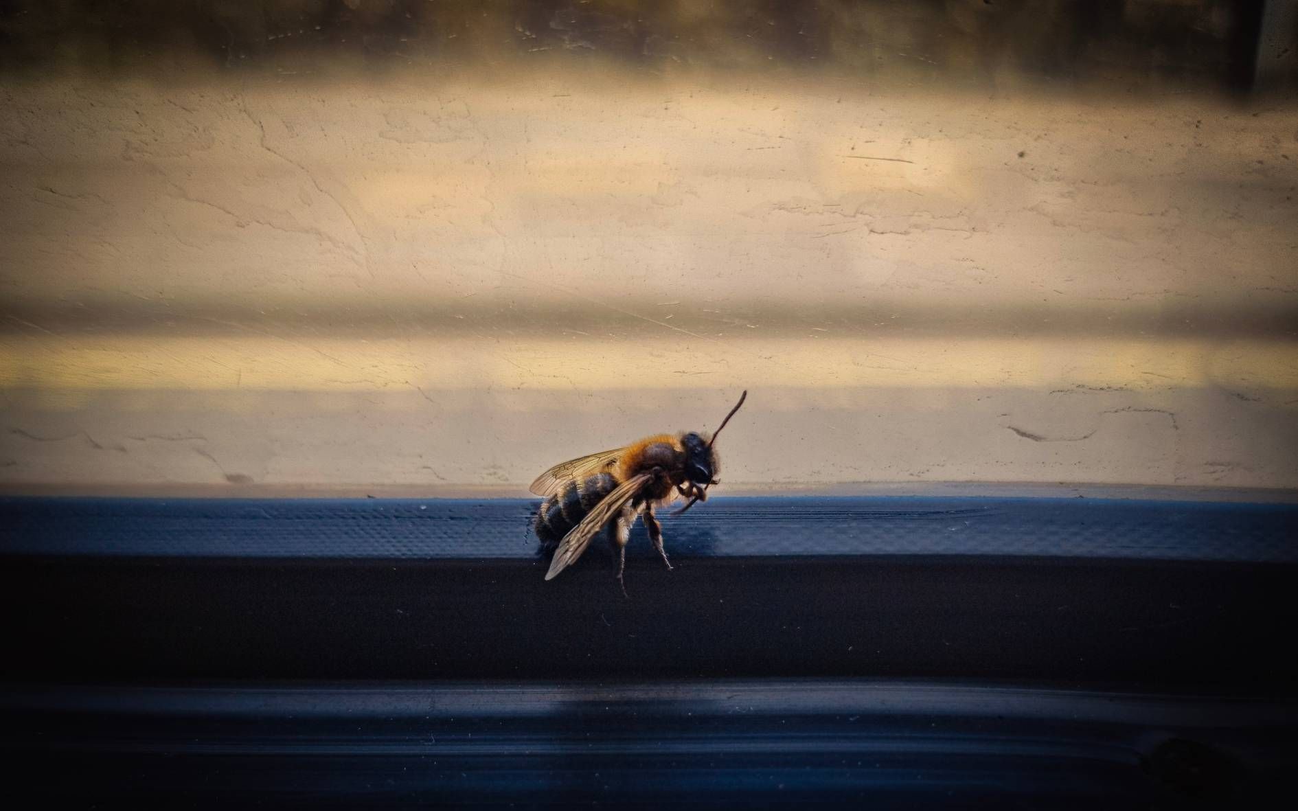 Bee - Samsung Community