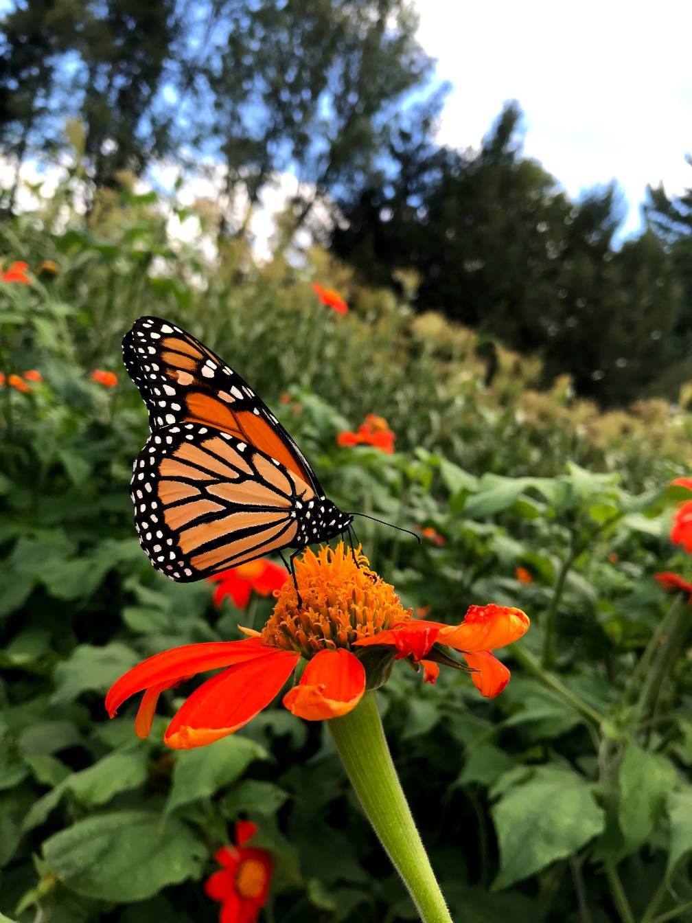 Lepke | S10 - Samsung Community