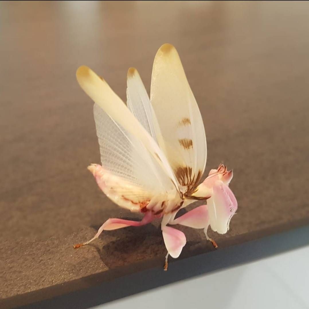 Hymenopus coronatus - Samsung Community