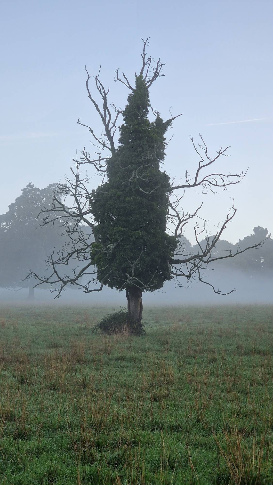 Spooky October Tree - Samsung Community
