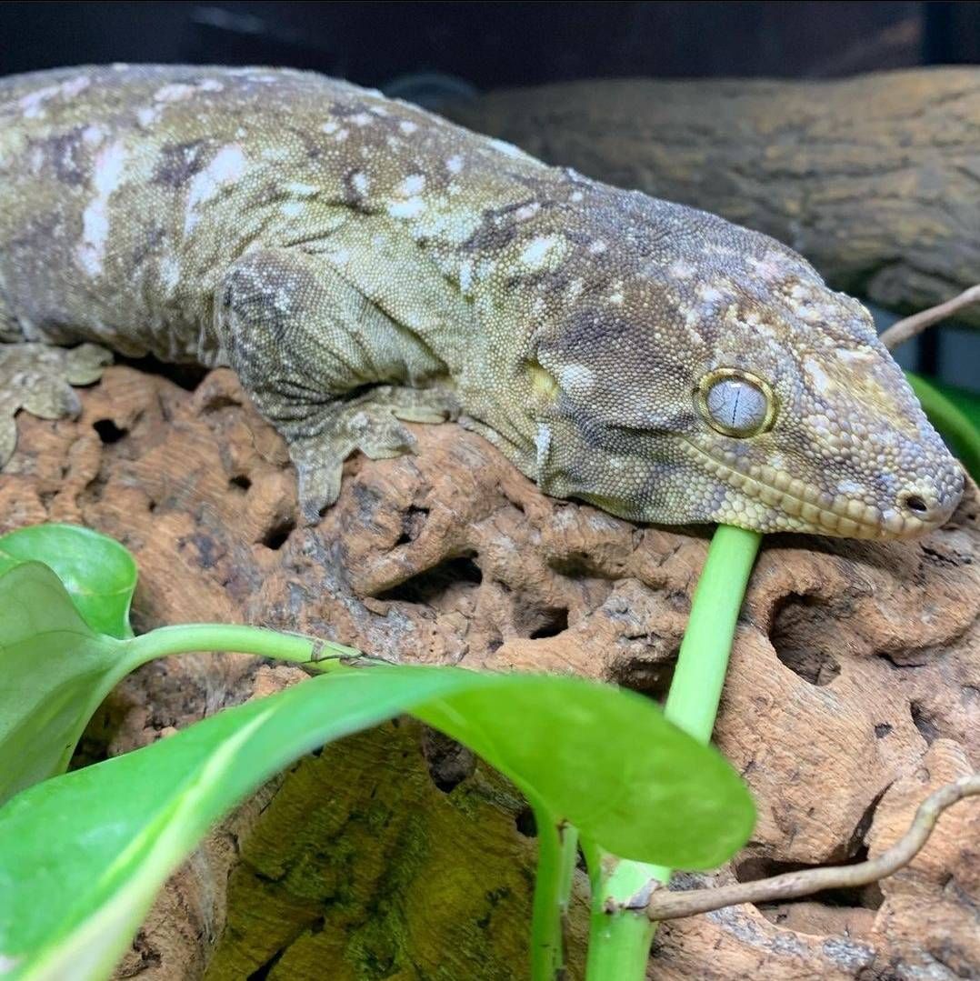 Rhacodactylus leachianus - Samsung Community