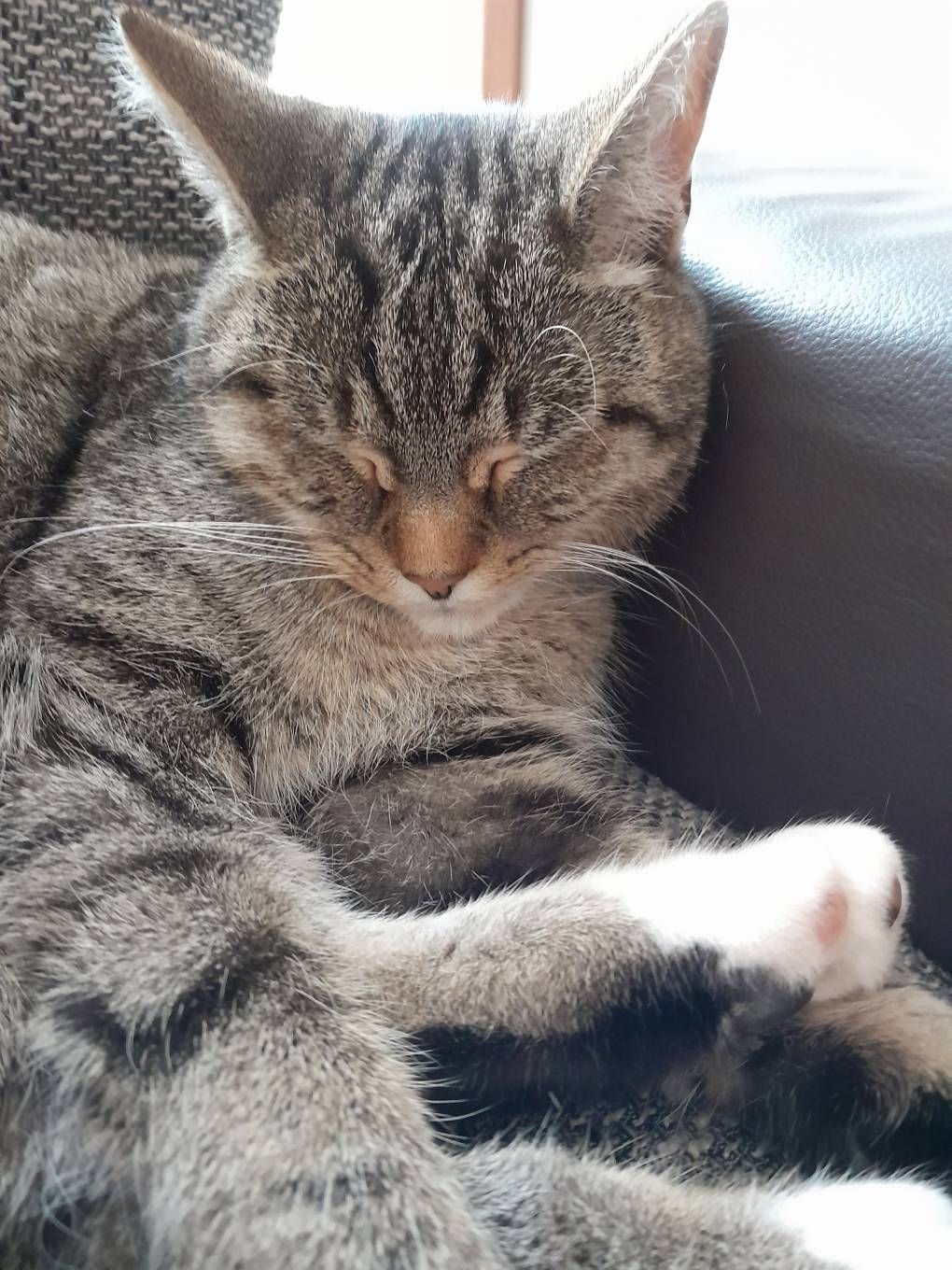 So sieht eine glückliche mitze Katze aus 🐈🐱 - Samsung Community