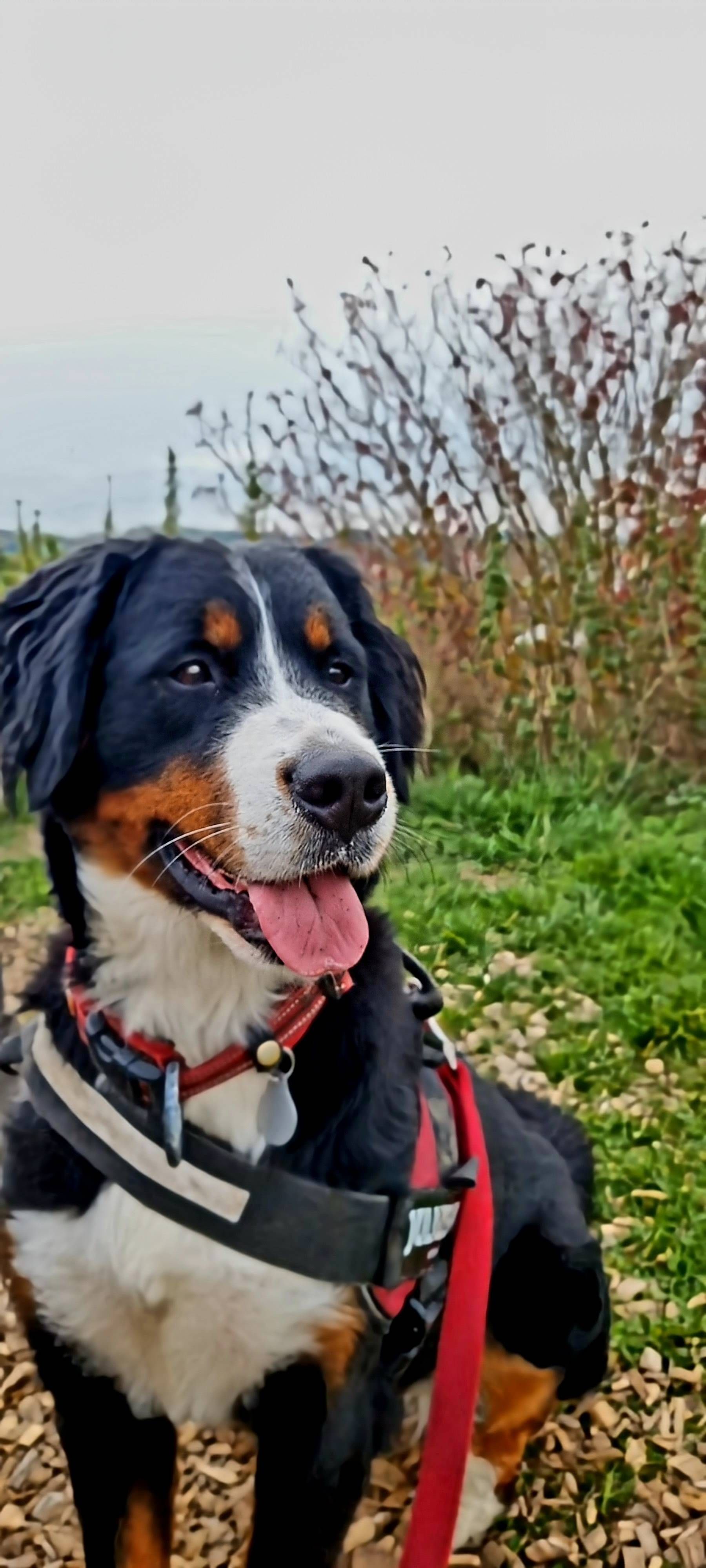 Was der Hund halt so macht!😂😬🐕 - Samsung Community