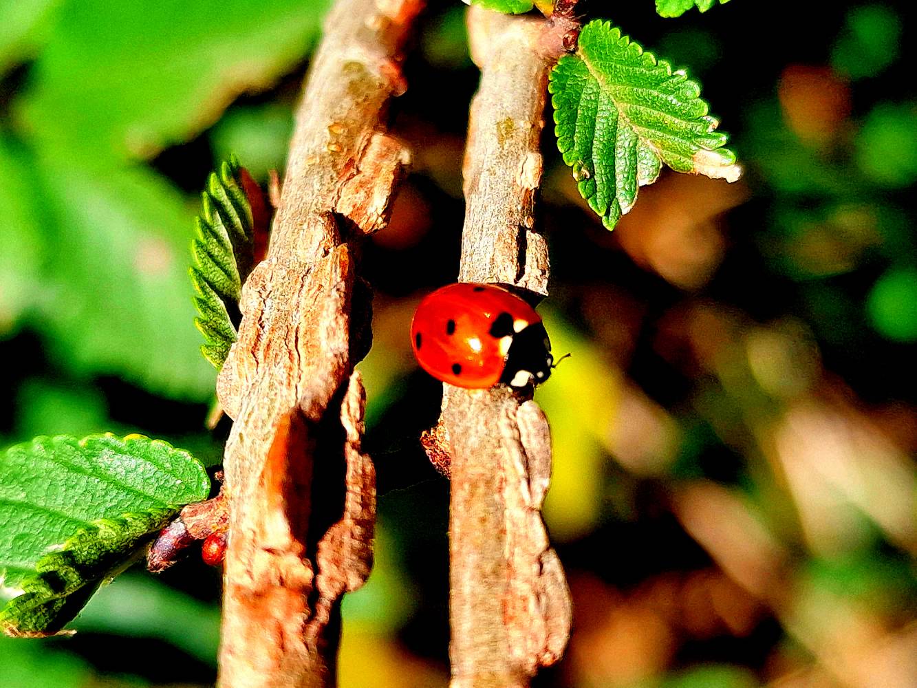 Katica - Samsung Community