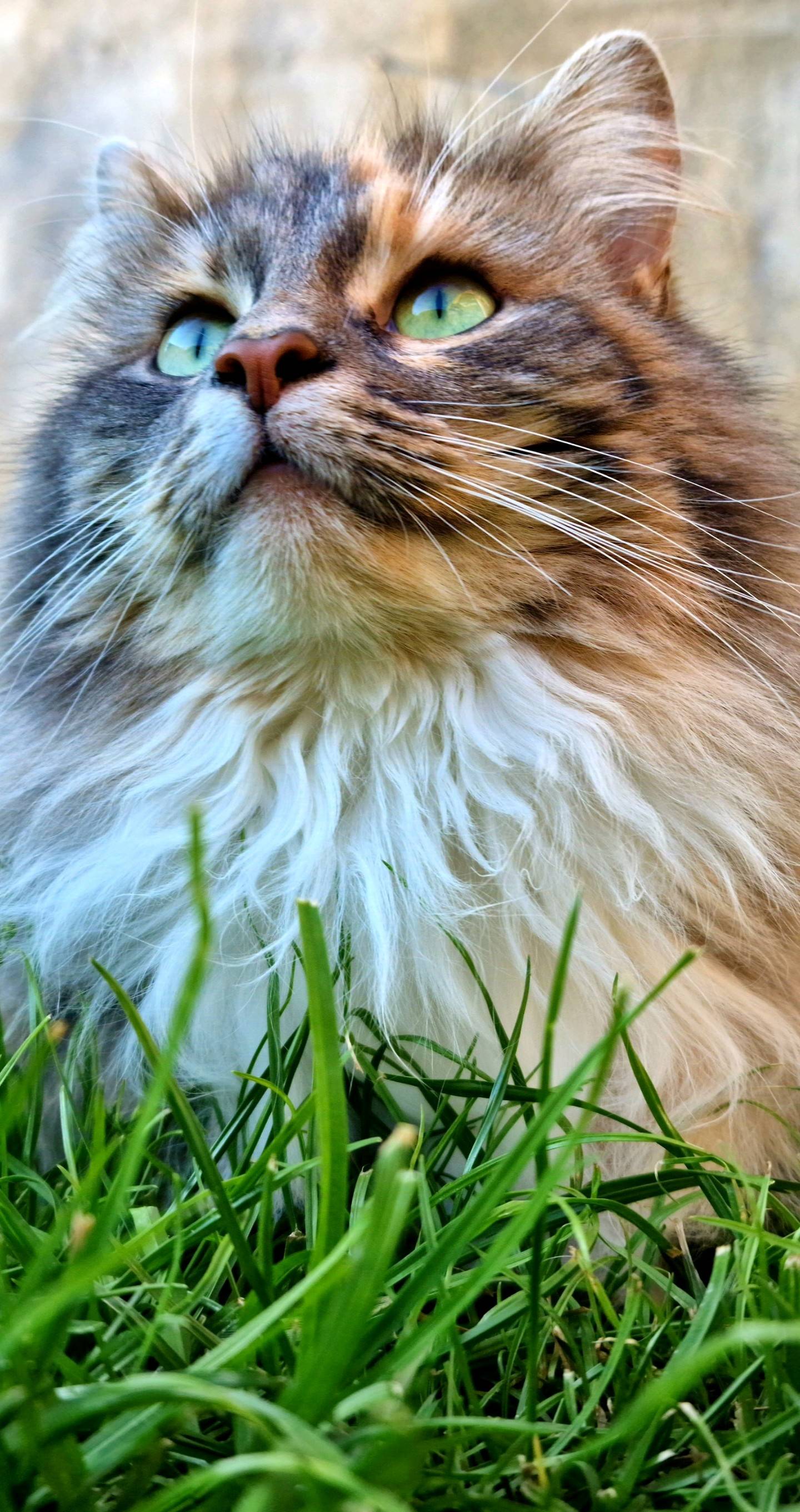 My cat - Samsung Community