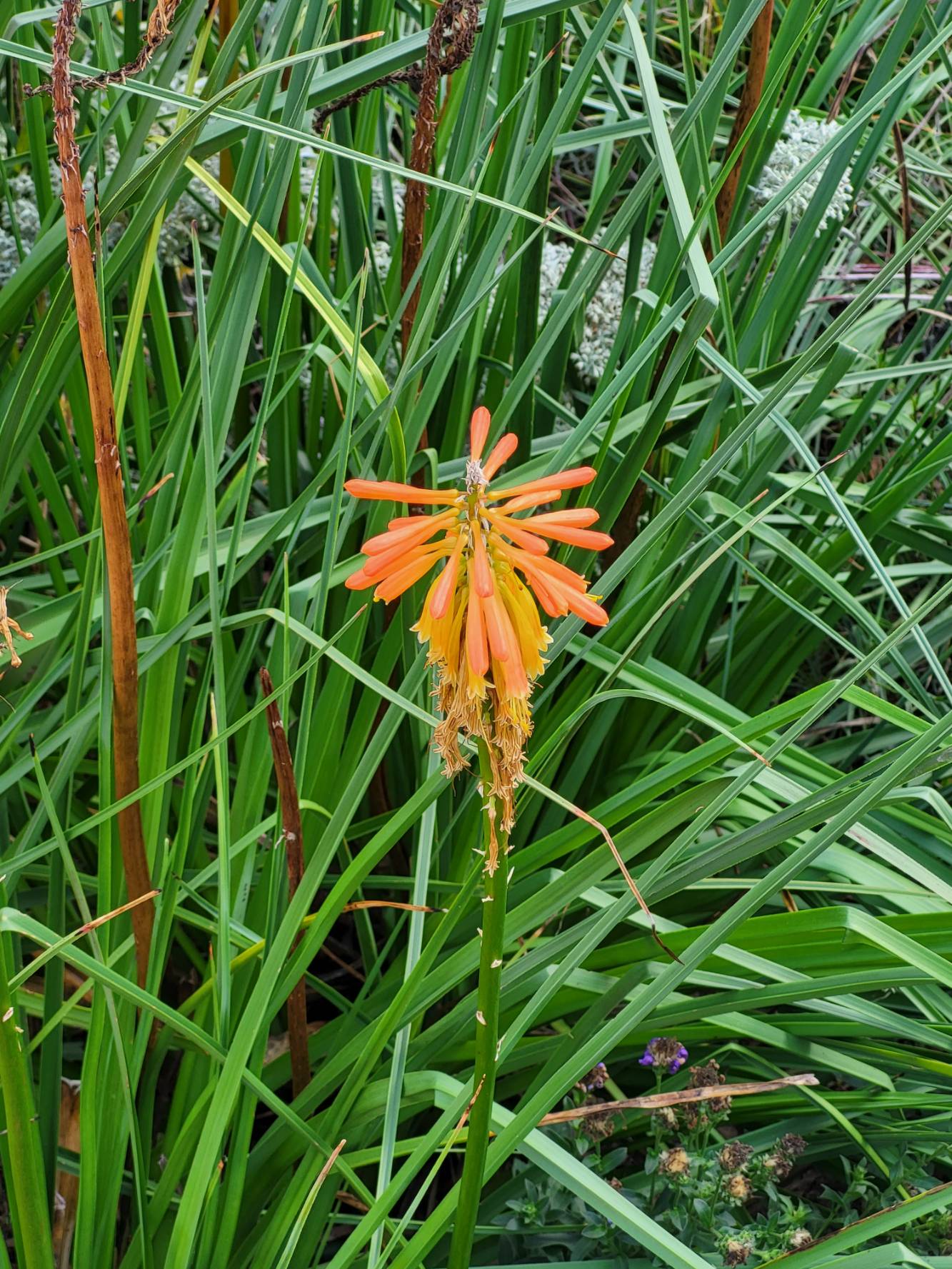city centre flowers - Samsung Community