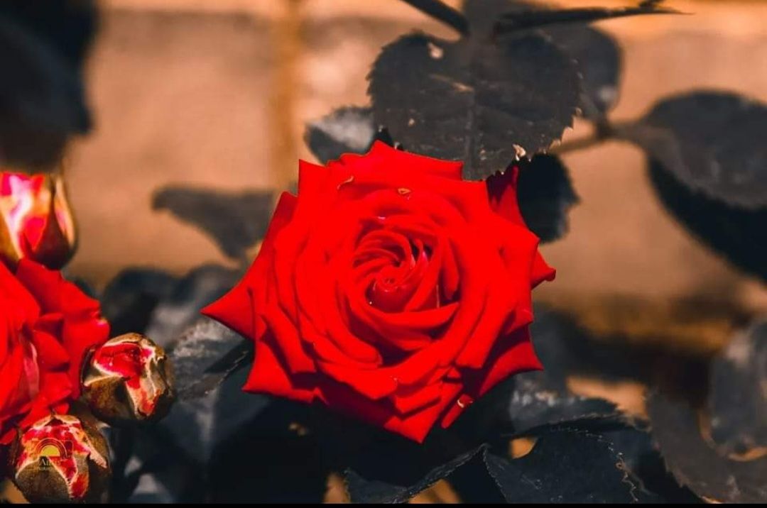 Manas mīļākās puķes-rozes - Samsung Community