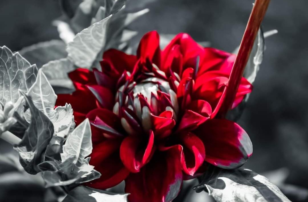 Vasaras zieds - Samsung Community