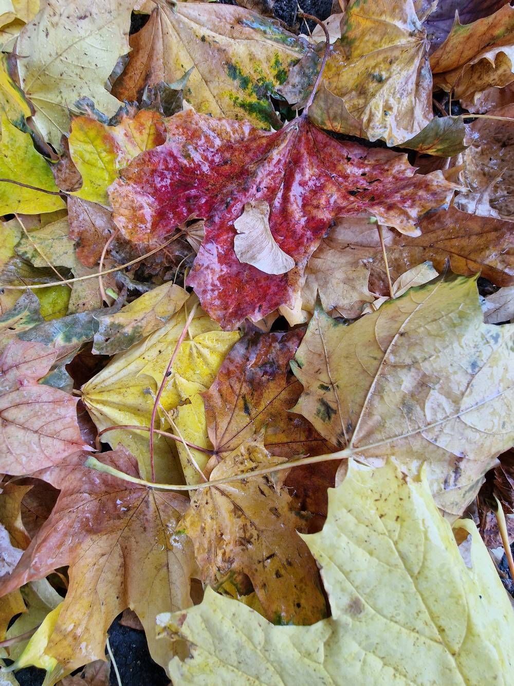 Autumn vibe ! - Samsung Community