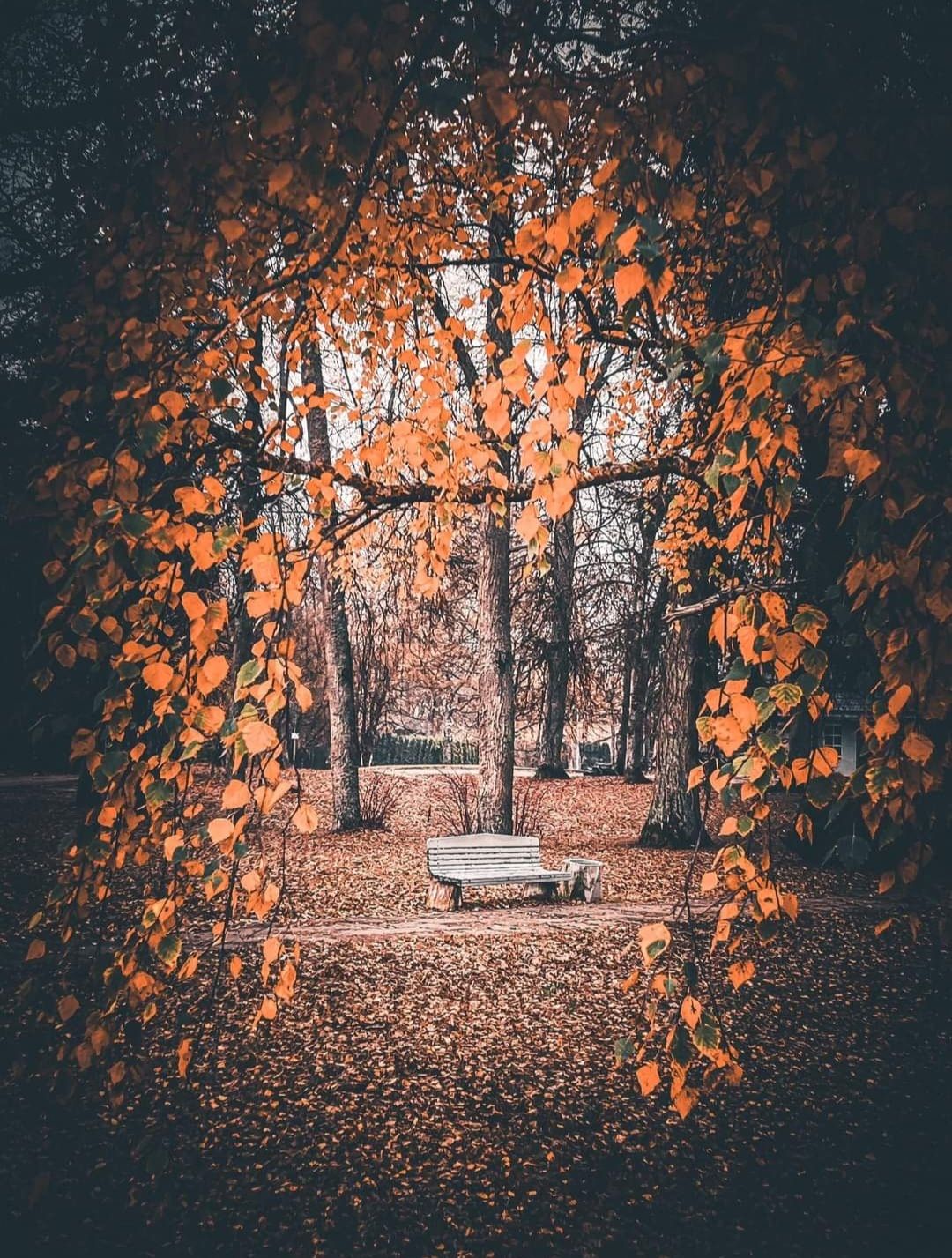 Rudens romantika - Samsung Community