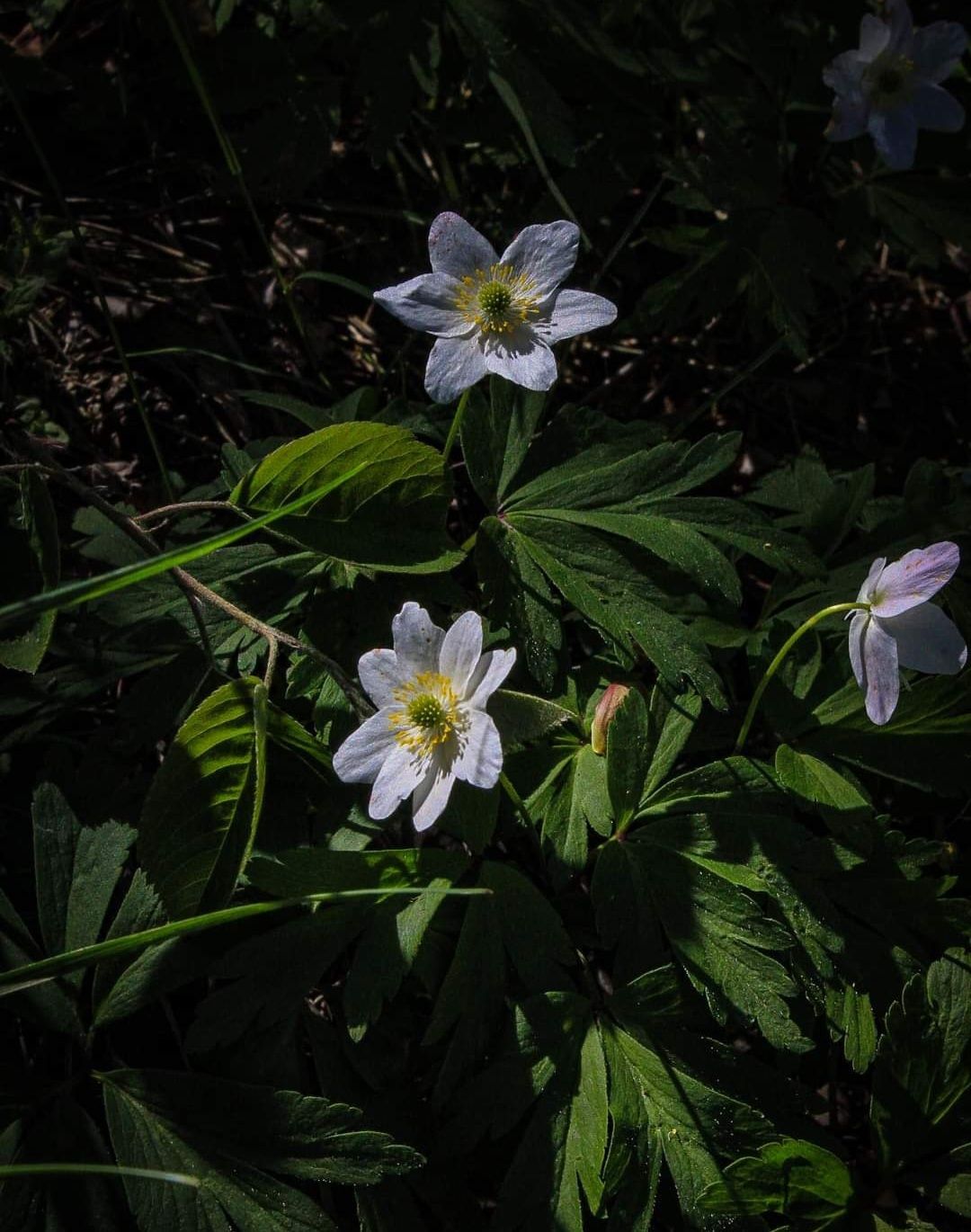 Daba mostas - Samsung Community