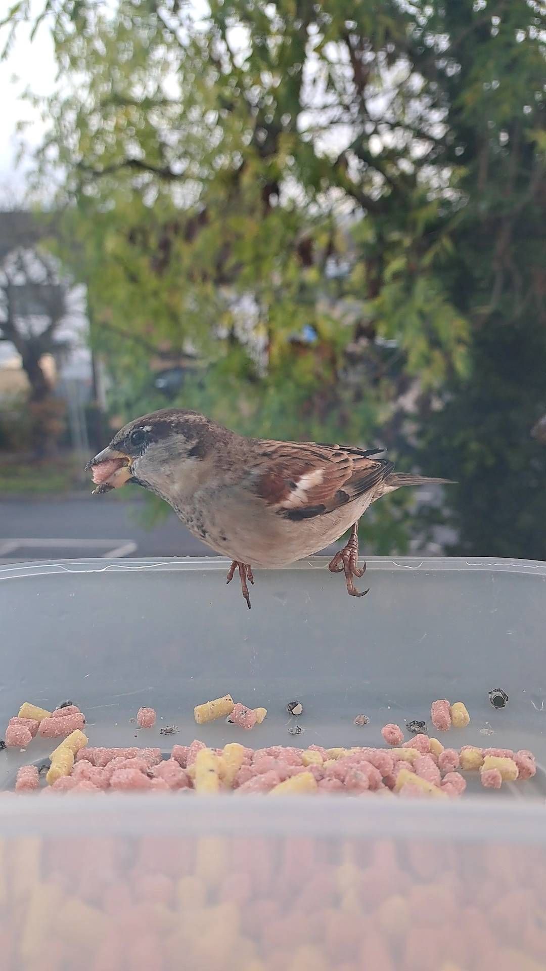 Sparrow - Samsung Community