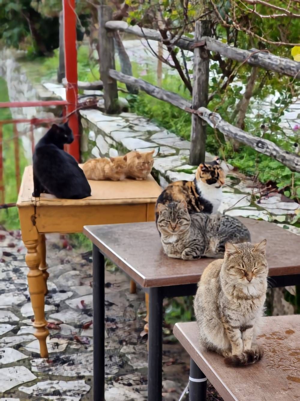 Rustic cats. - Samsung Community