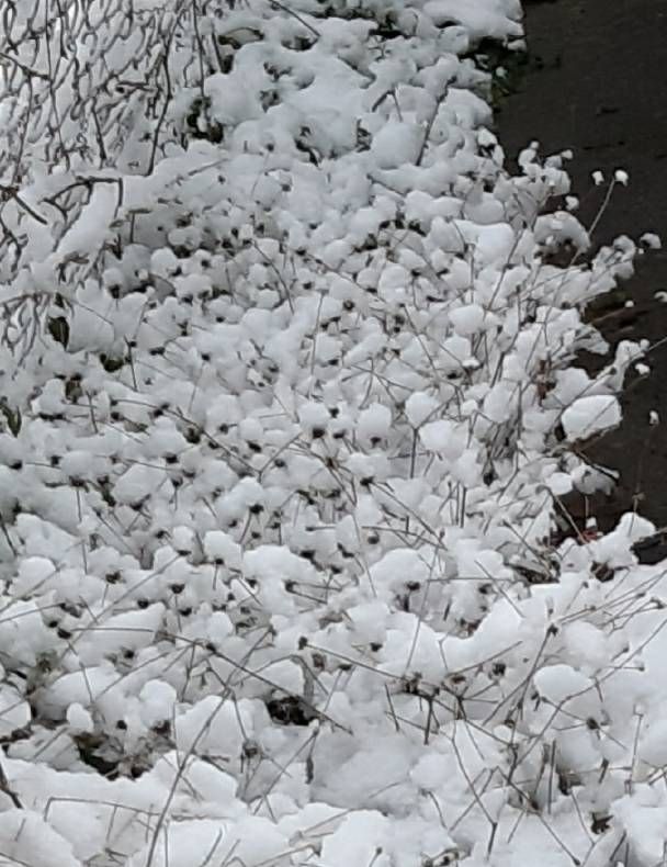 Snow - Samsung Community