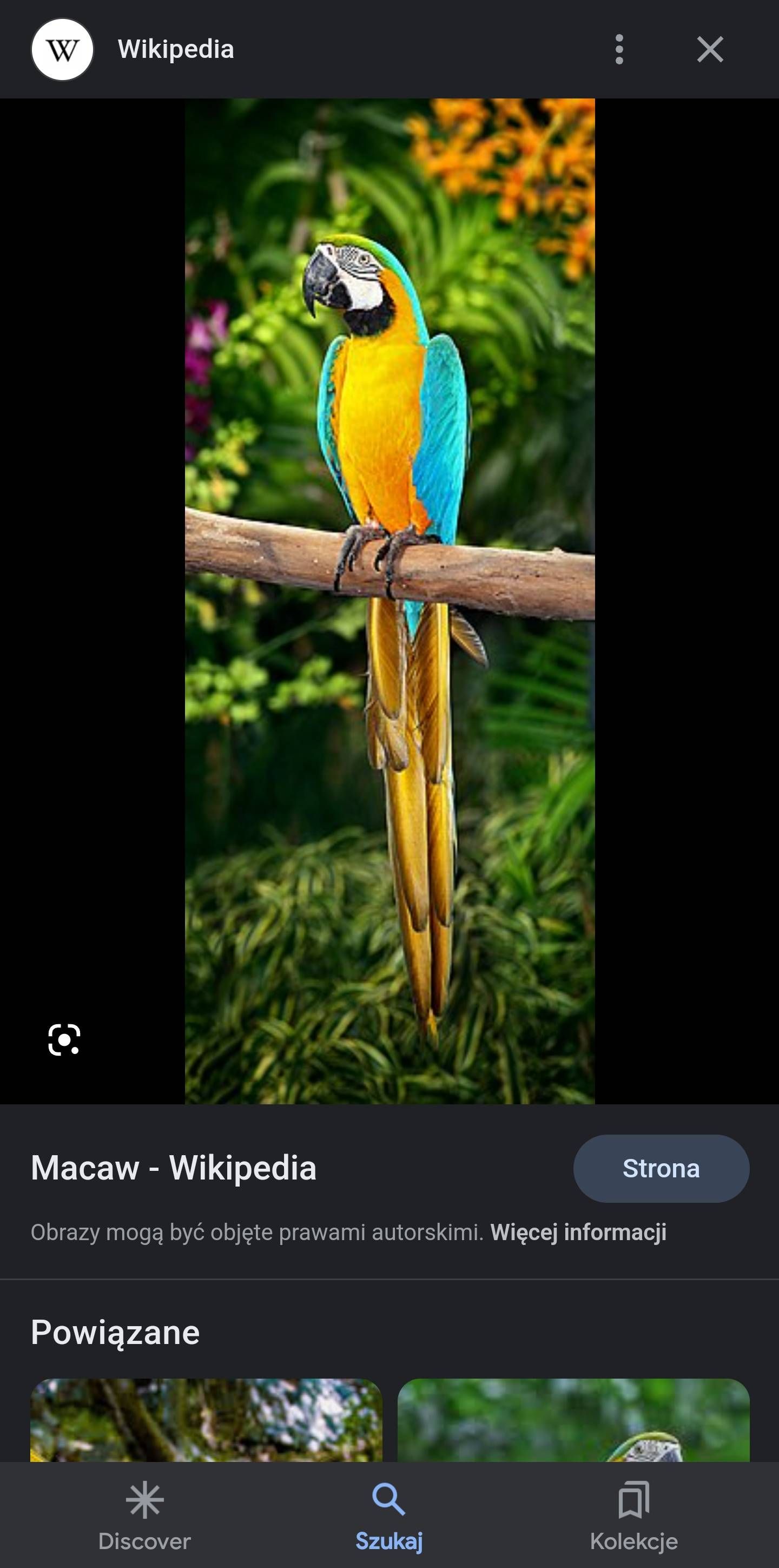 Do you like the parot that I saw today - Samsung Community