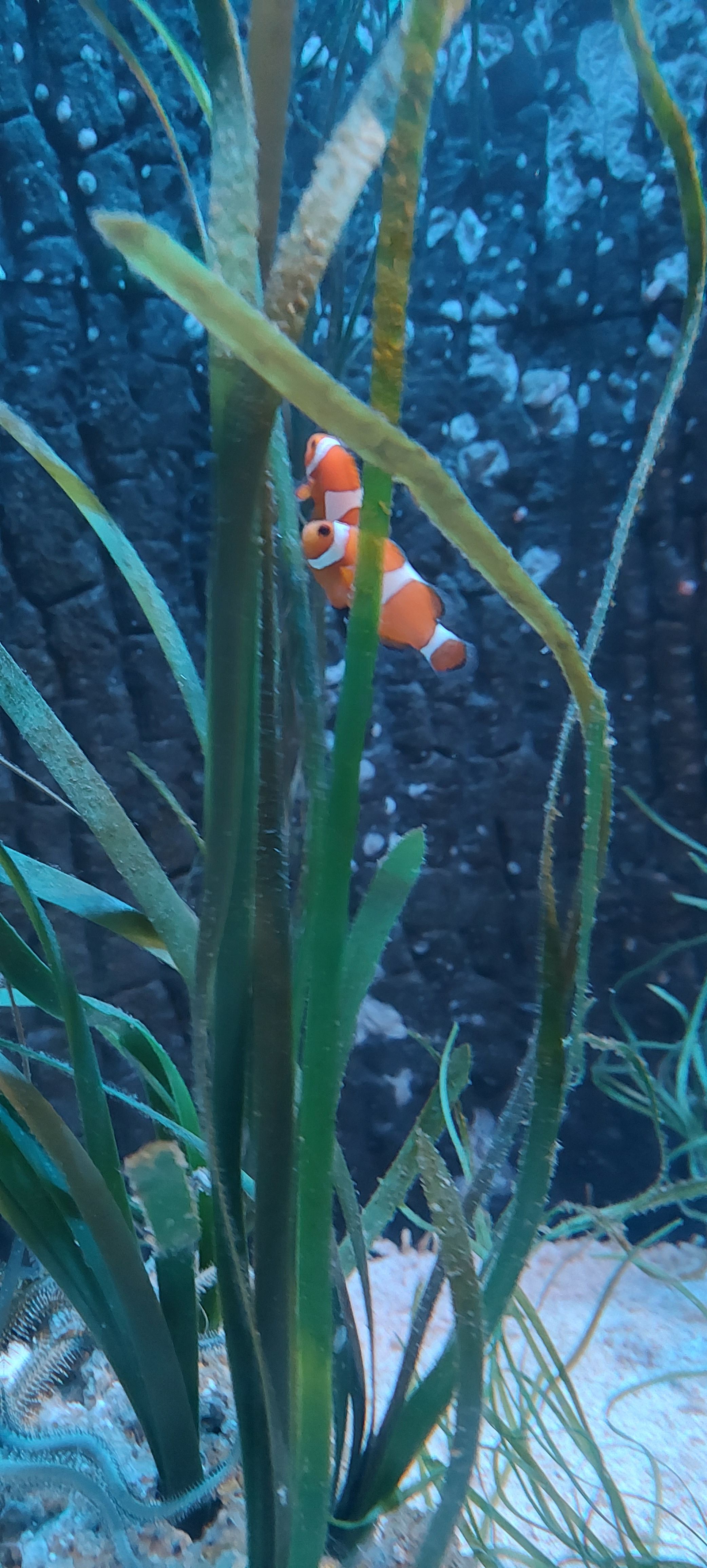 Unterwasser Bild mir A52s 5G - Samsung Community