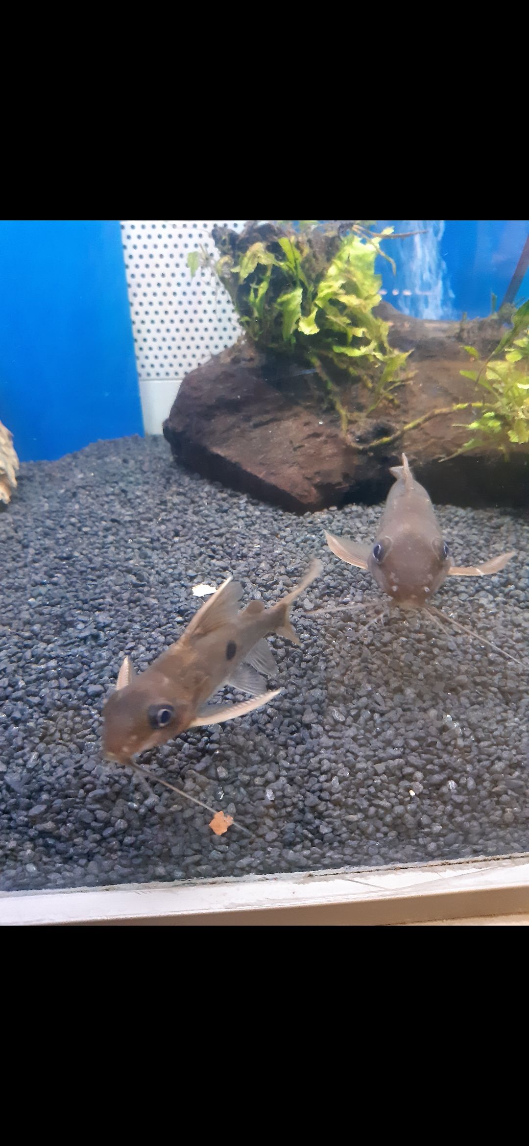 Welcher Fisch 🐟? - Samsung Community