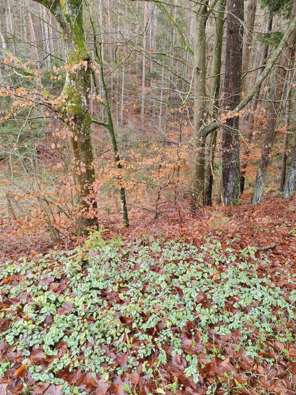 Neujahrs-Spaziergang bei 14 Grad 🌞🍀 - Samsung Community