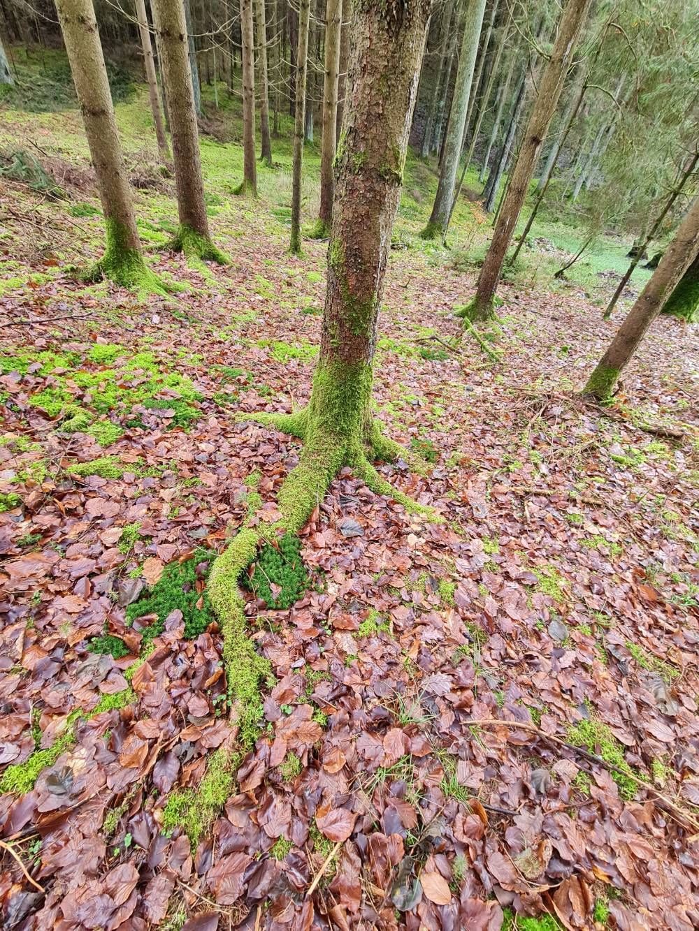 Neujahrs-Spaziergang bei 14 Grad 🌞🍀 - Samsung Community