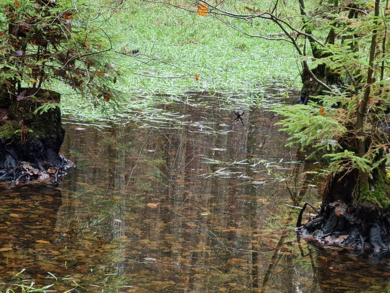 Neujahrs-Spaziergang bei 14 Grad 🌞🍀 - Samsung Community