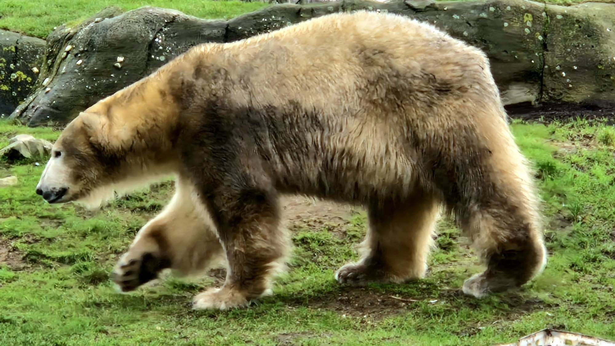 Ijsbeer - Samsung Community