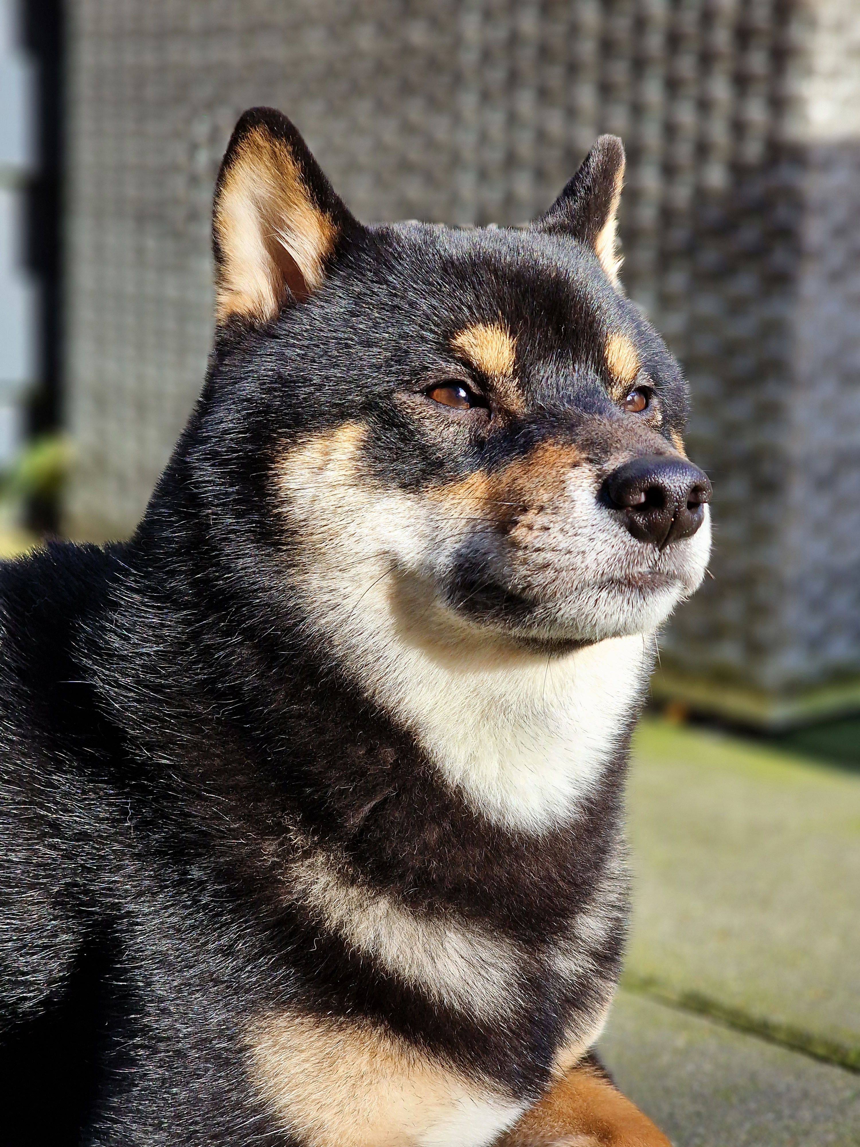 My dog 🐕 mushu. #shiba.#photography - Samsung Community