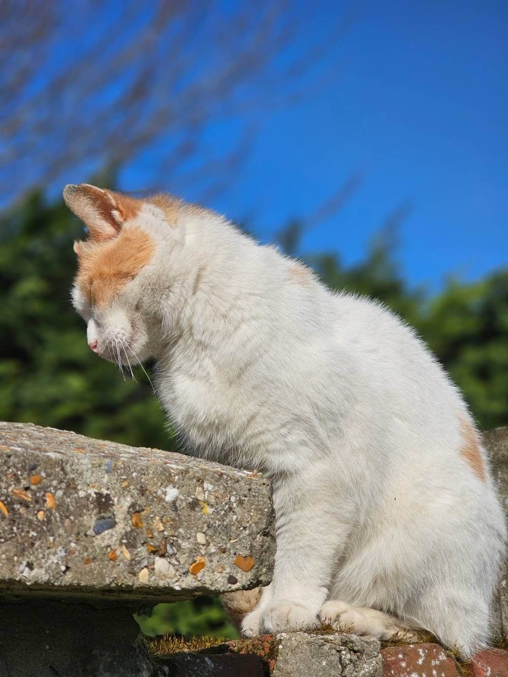 Portrait s23 ultra - Samsung Community