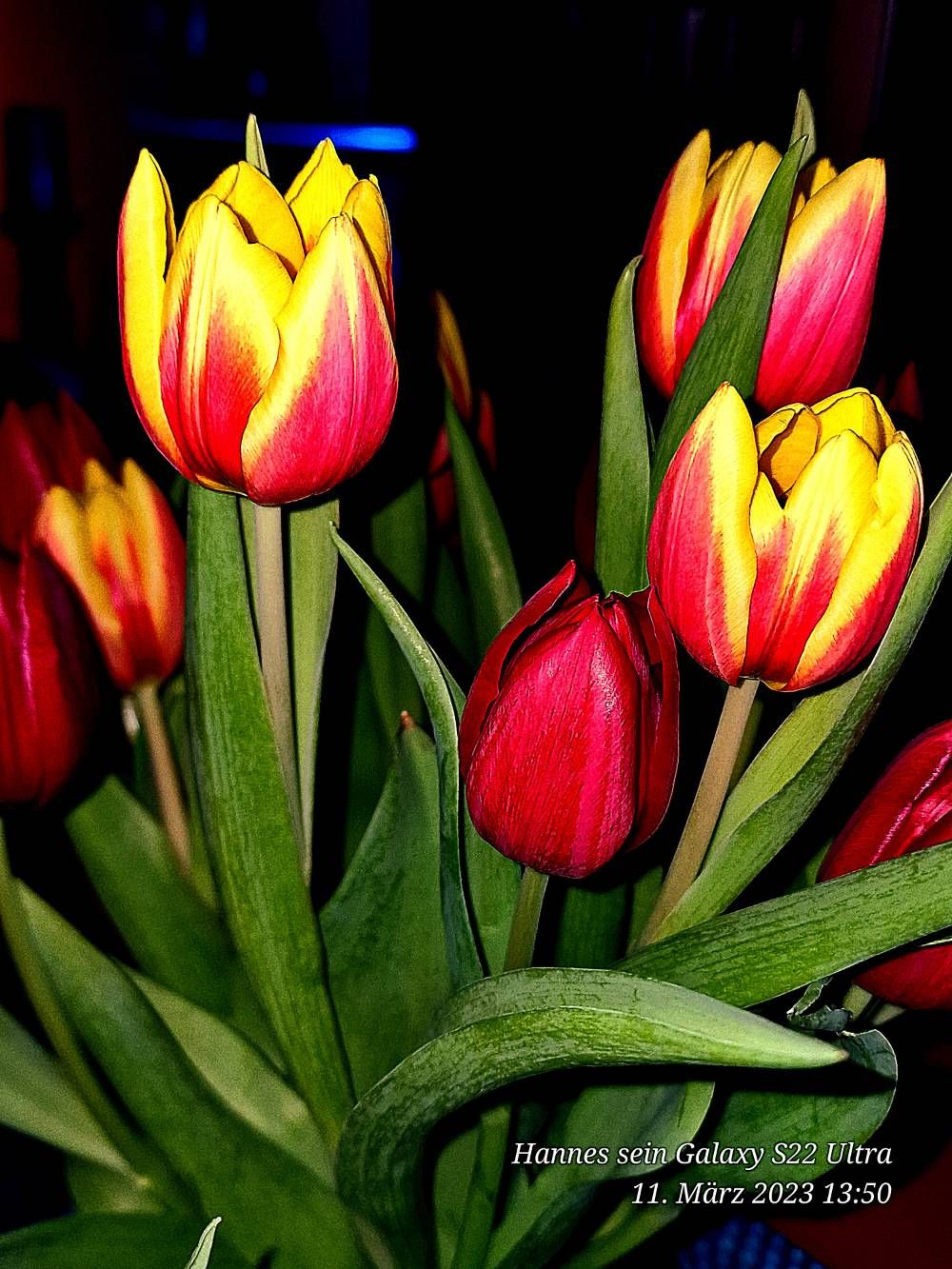 Tulpen die zweite - Samsung Community