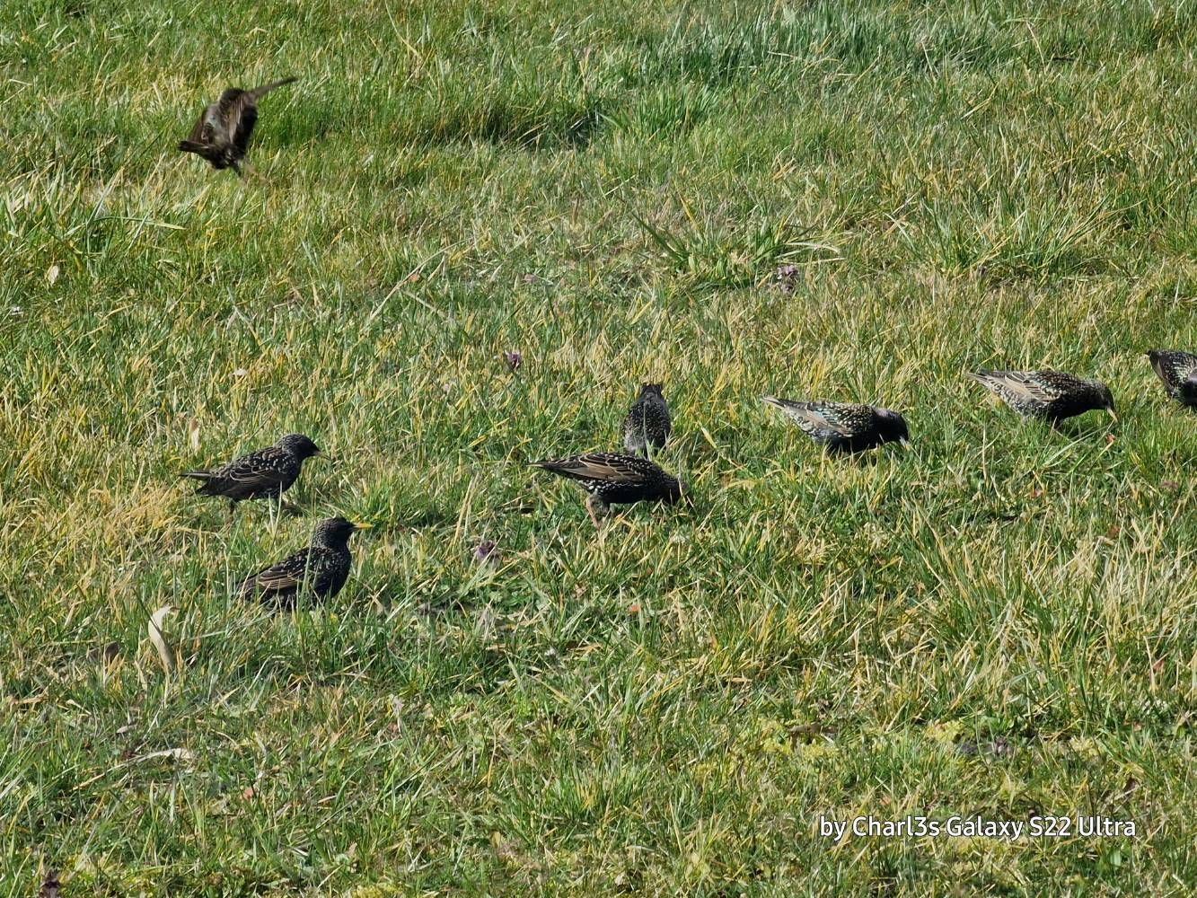 Photographe du dimanche - Samsung Community