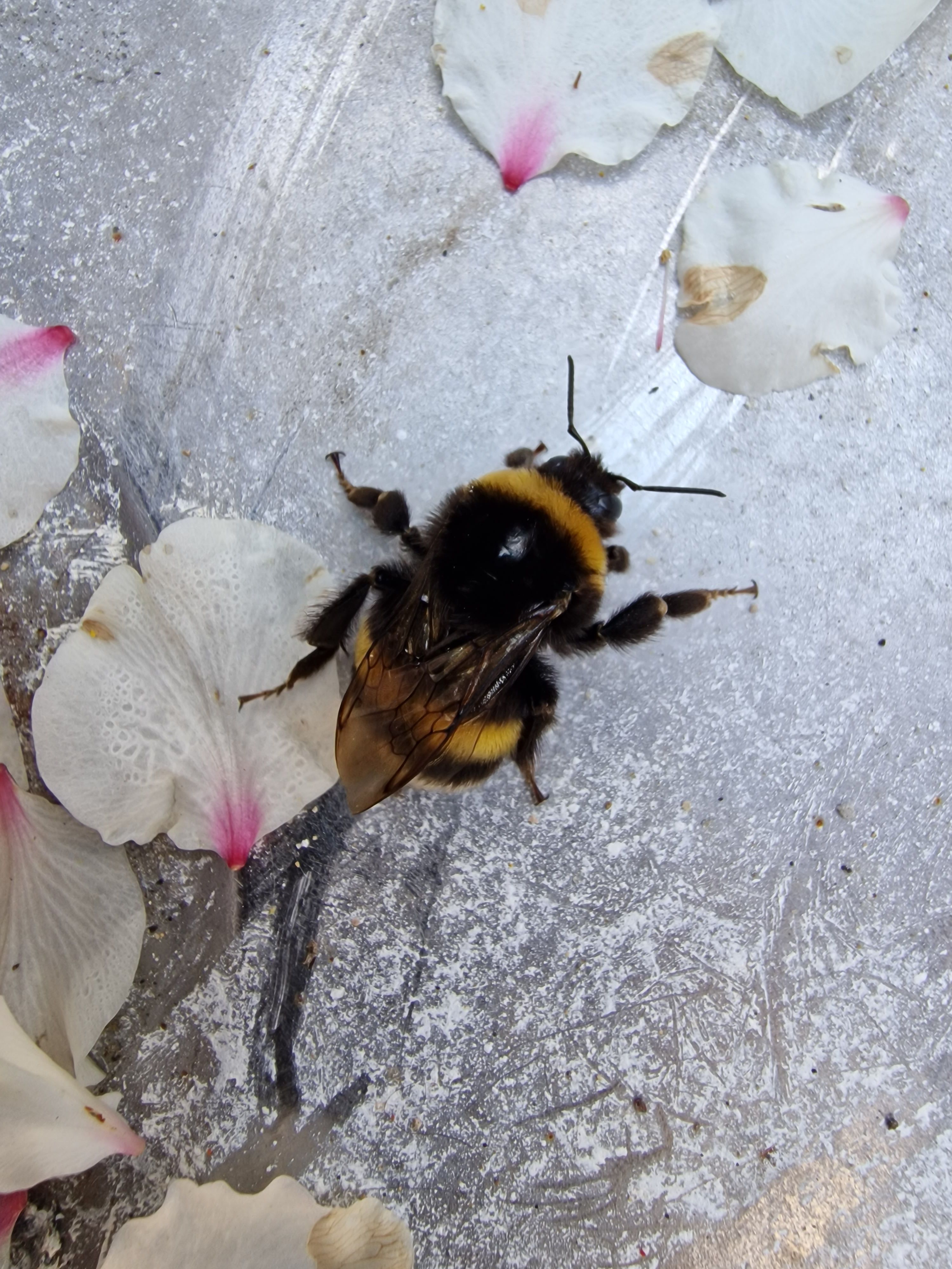 Bumblebee - Samsung Community