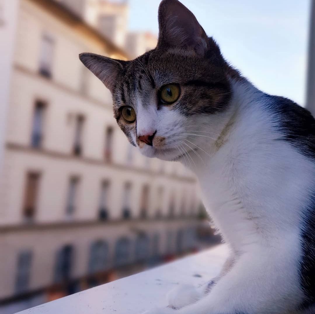 Urban cat 🐱 - Samsung Community
