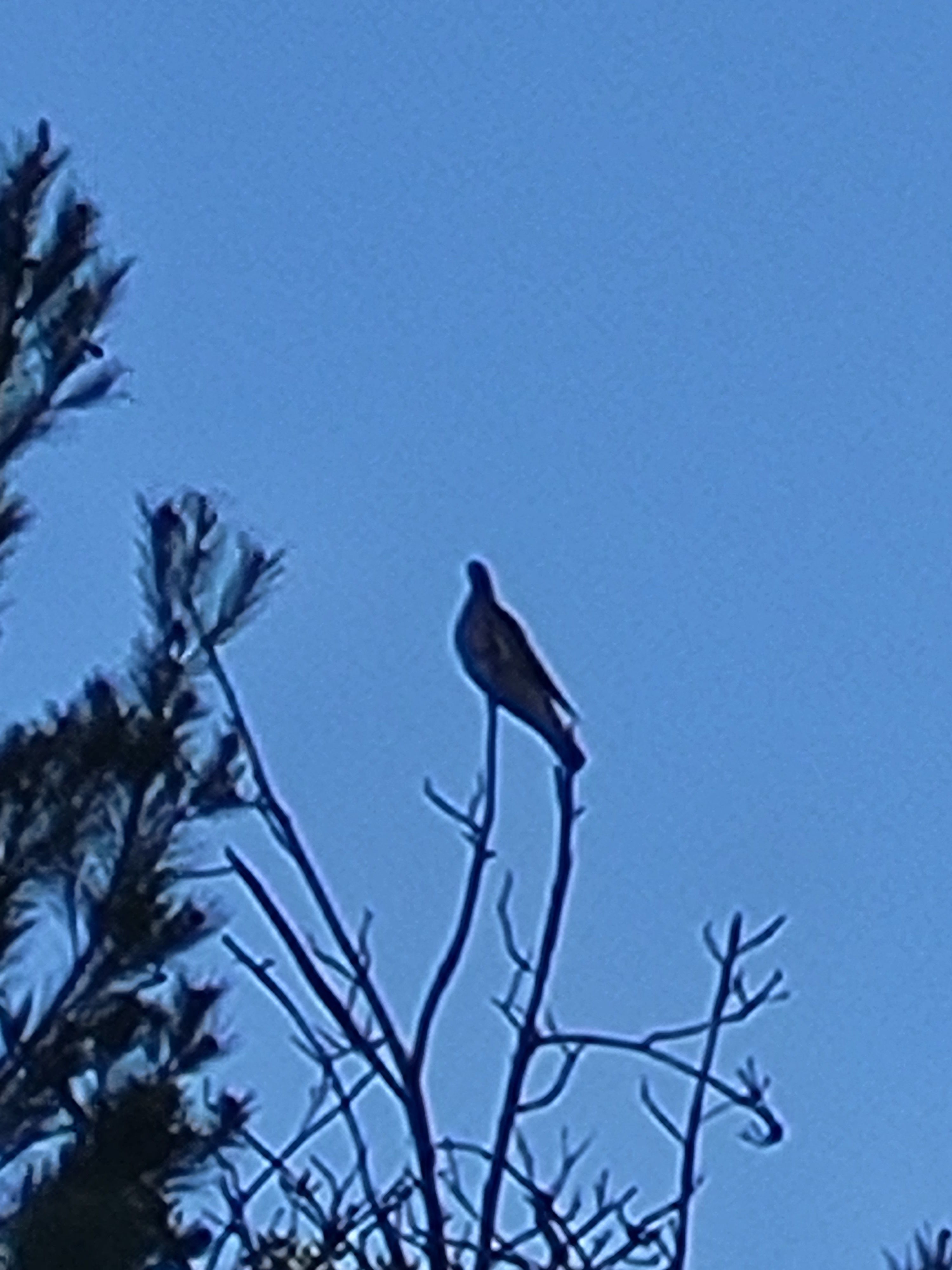 X30 zoom bird outline capture - Samsung Community